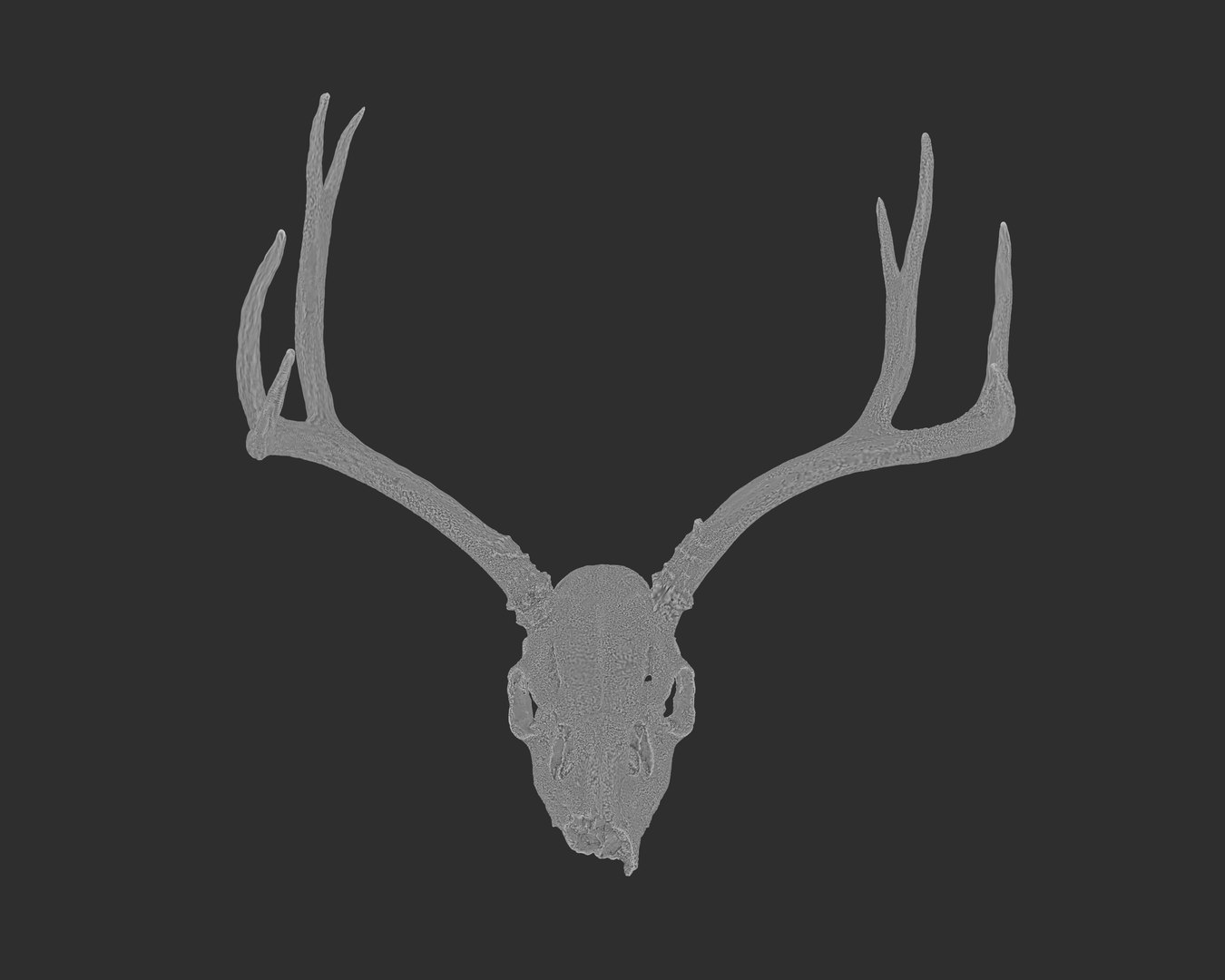 Deer skull 3D model - TurboSquid 1628671