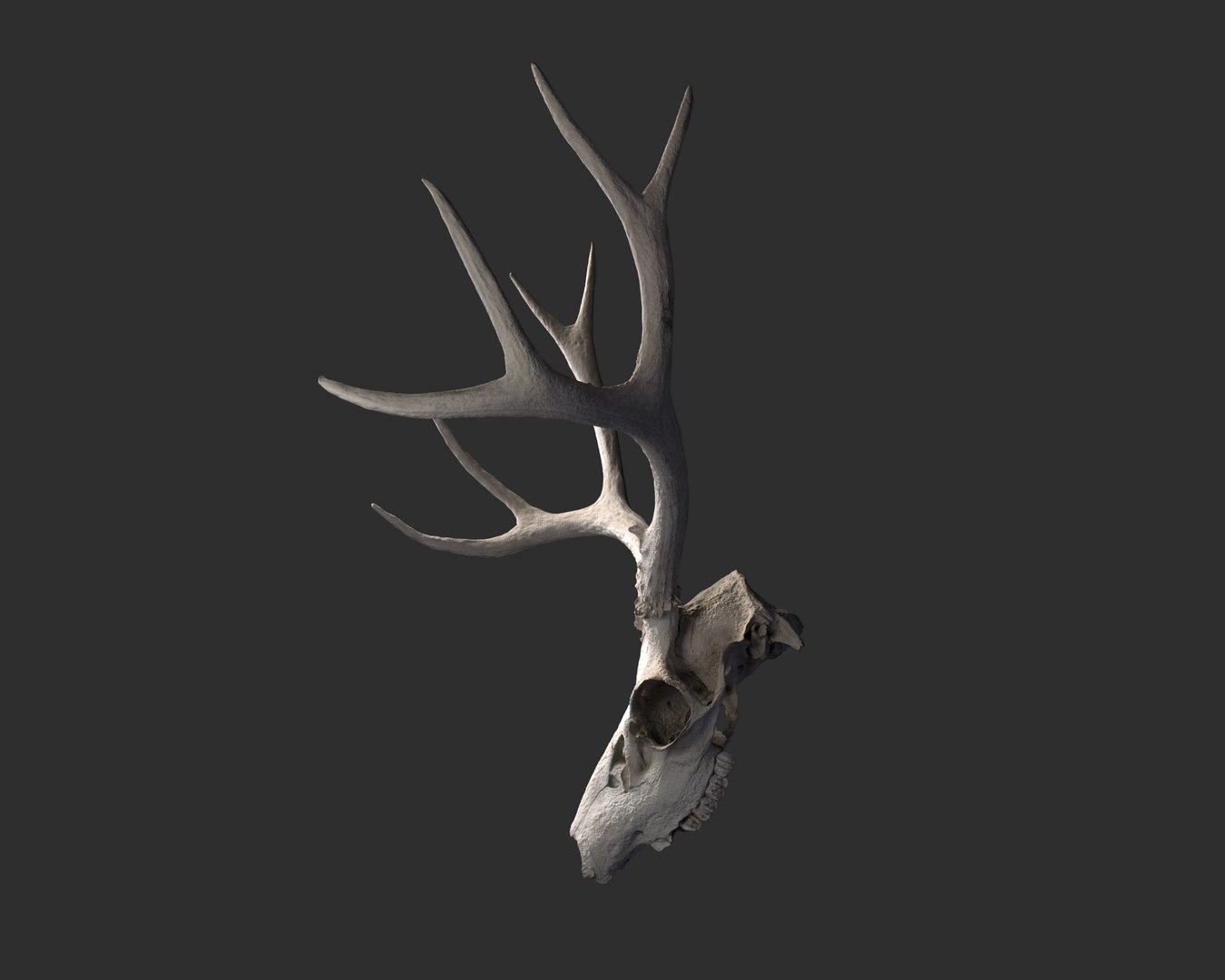Deer Skull 3D Model - TurboSquid 1628671