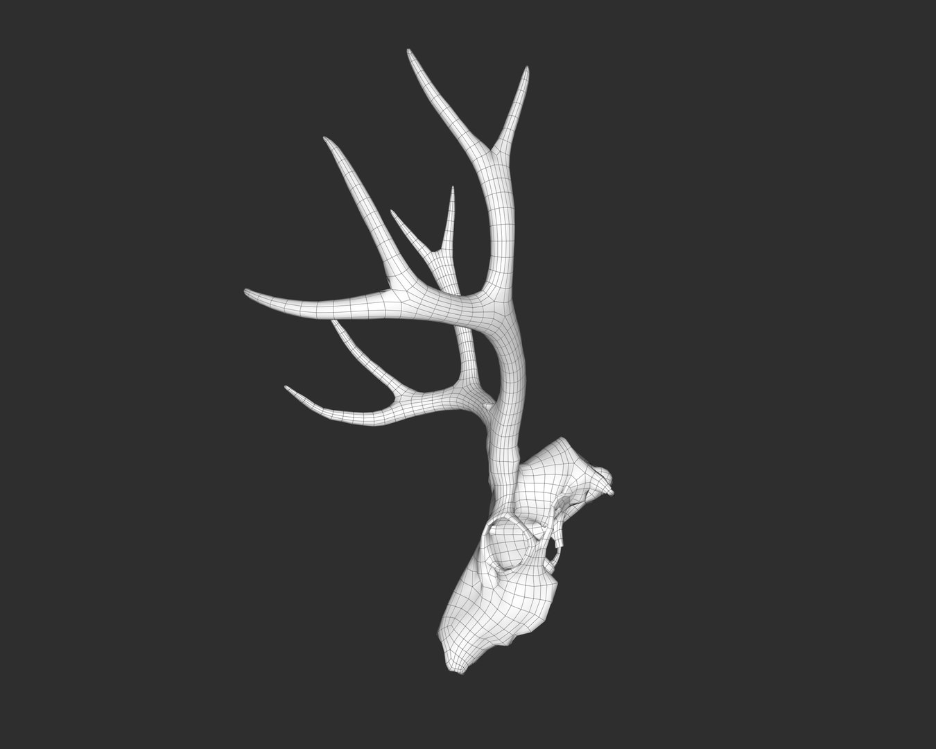 Deer Skull 3D Model - TurboSquid 1628671