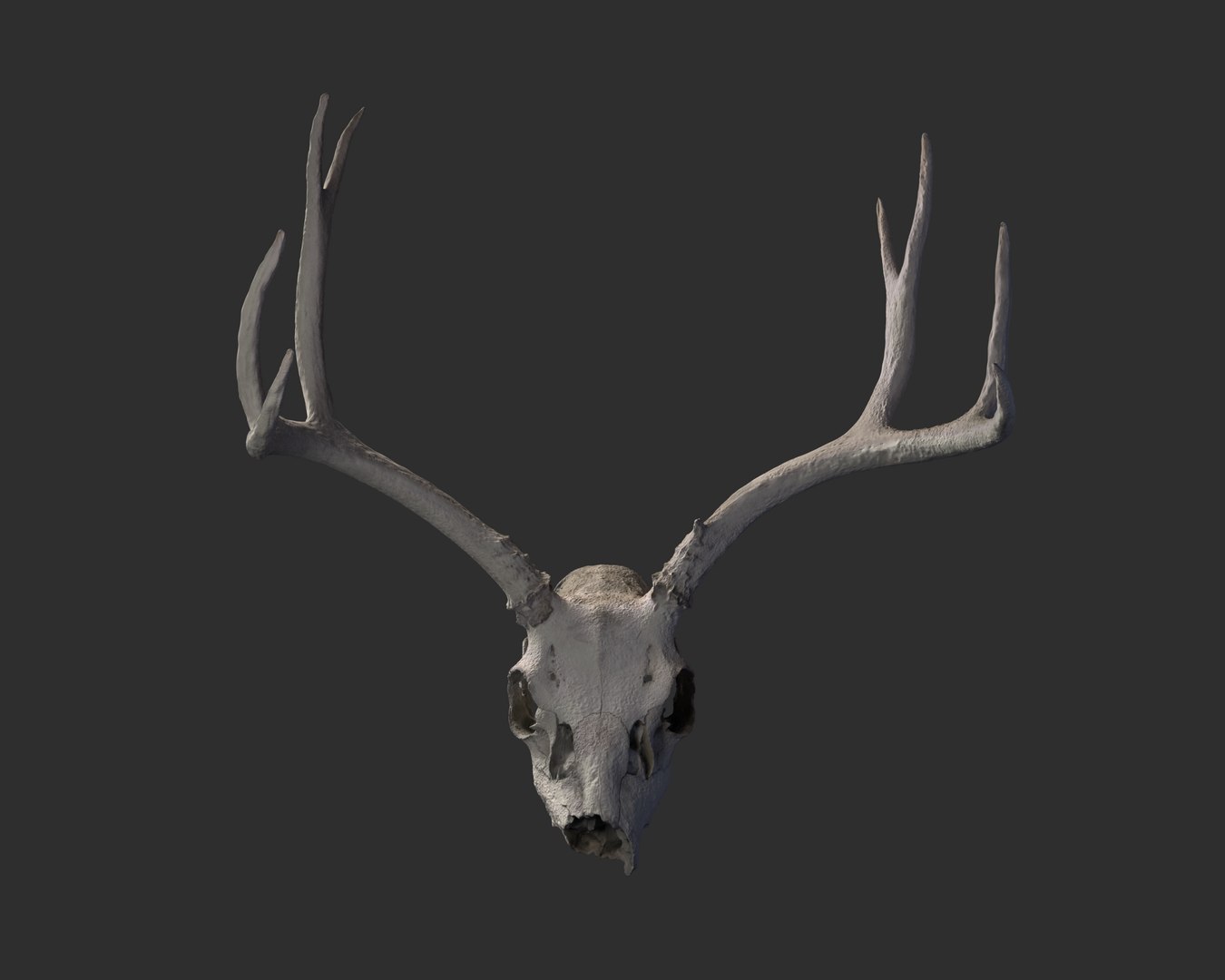 Deer skull 3D model - TurboSquid 1628671