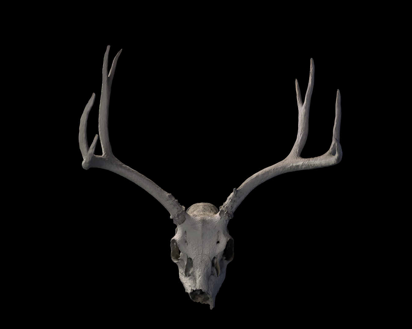 Deer Skull 3D Model - TurboSquid 1628671