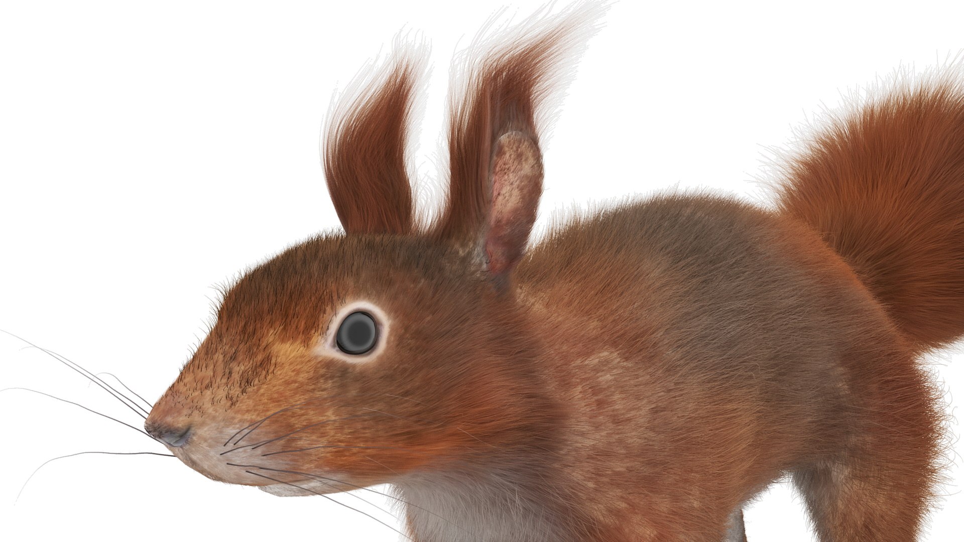 Red Squirrel Fur 3D - TurboSquid 2264114