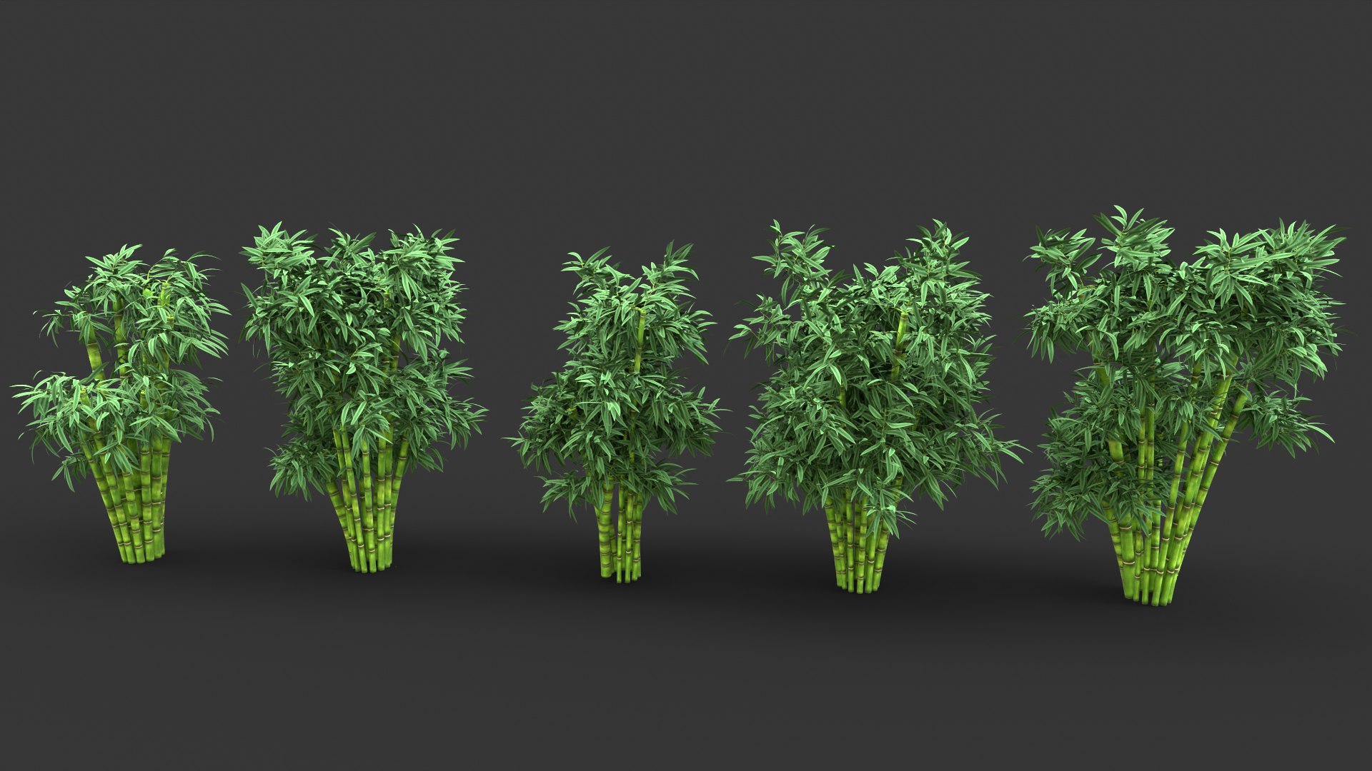 3D Bamboo Tree Pack - TurboSquid 1677524