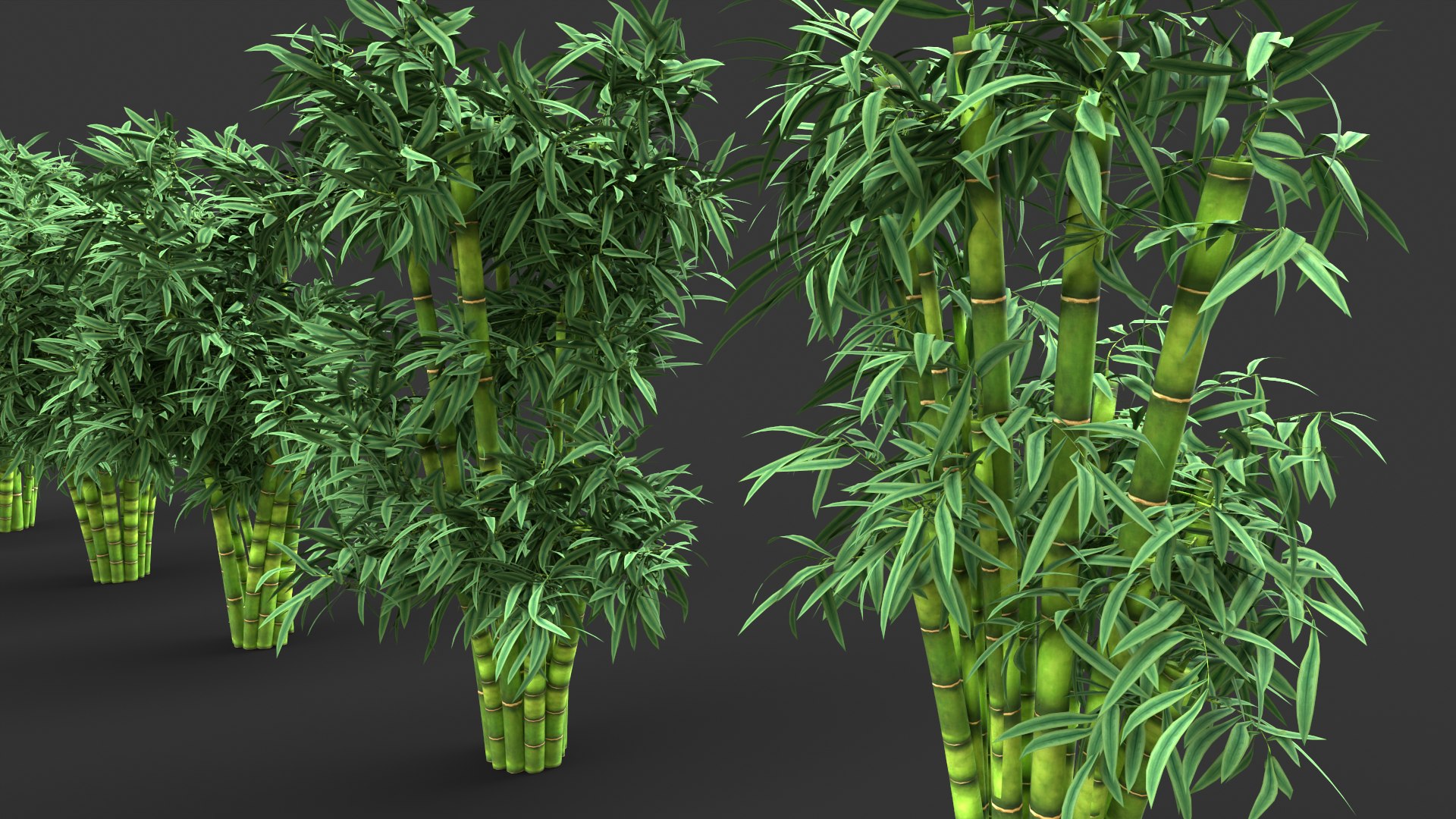 3D Bamboo Tree Pack - TurboSquid 1677524