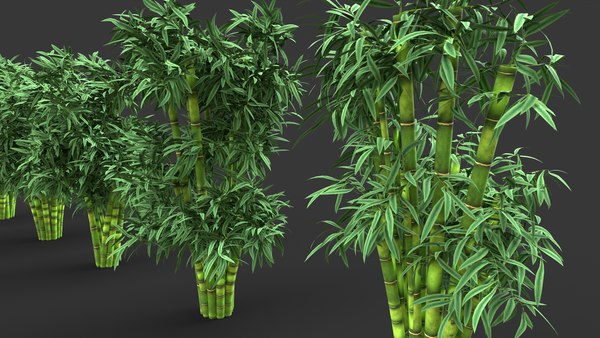 3D bamboo tree pack - TurboSquid 1677524