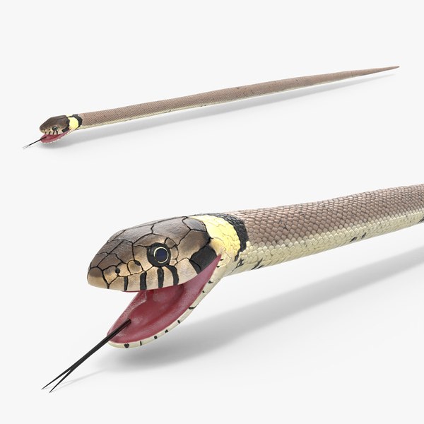 Snake 3D Models for Download | TurboSquid