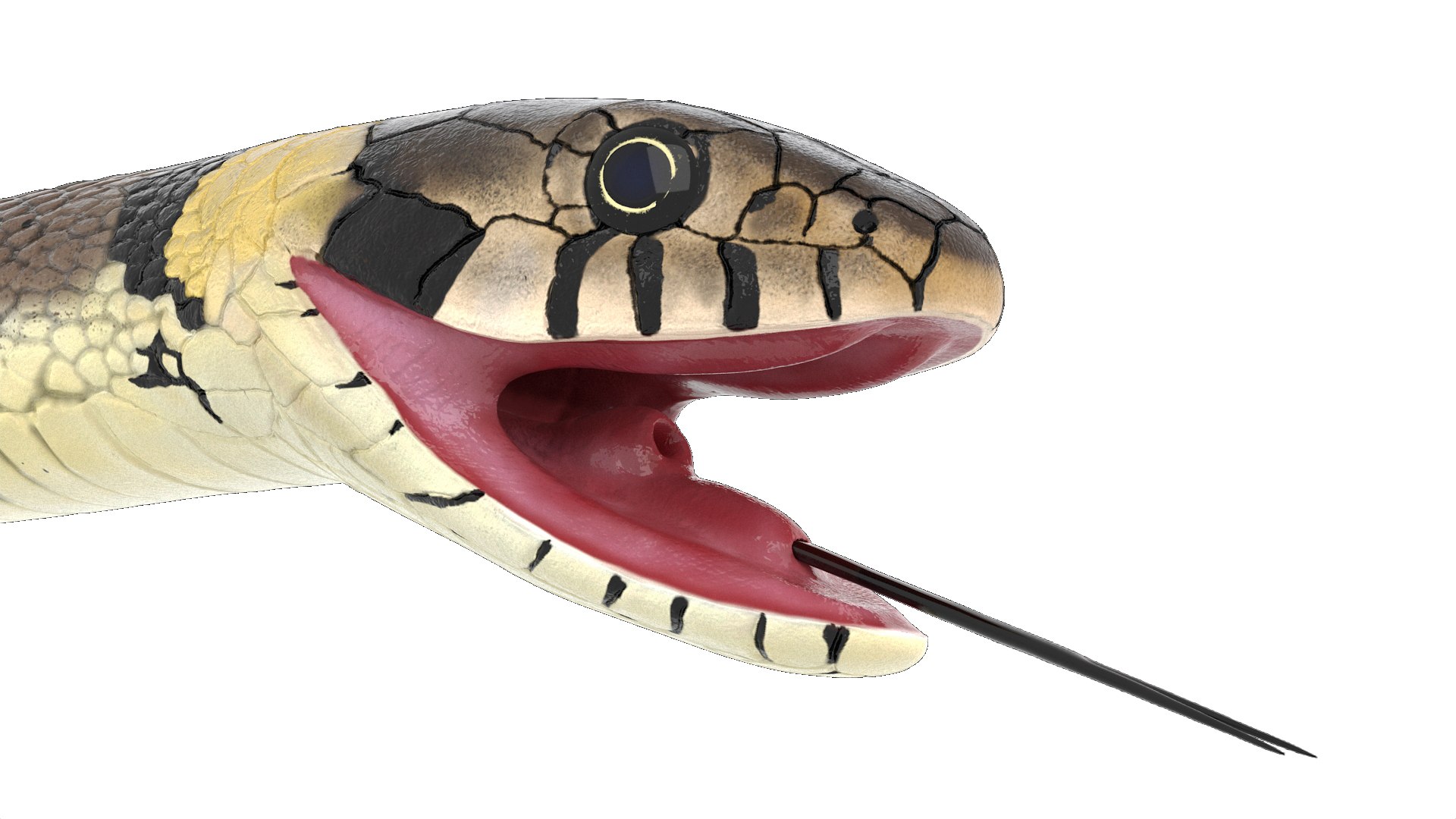 Grass Snake Model - TurboSquid 2248550