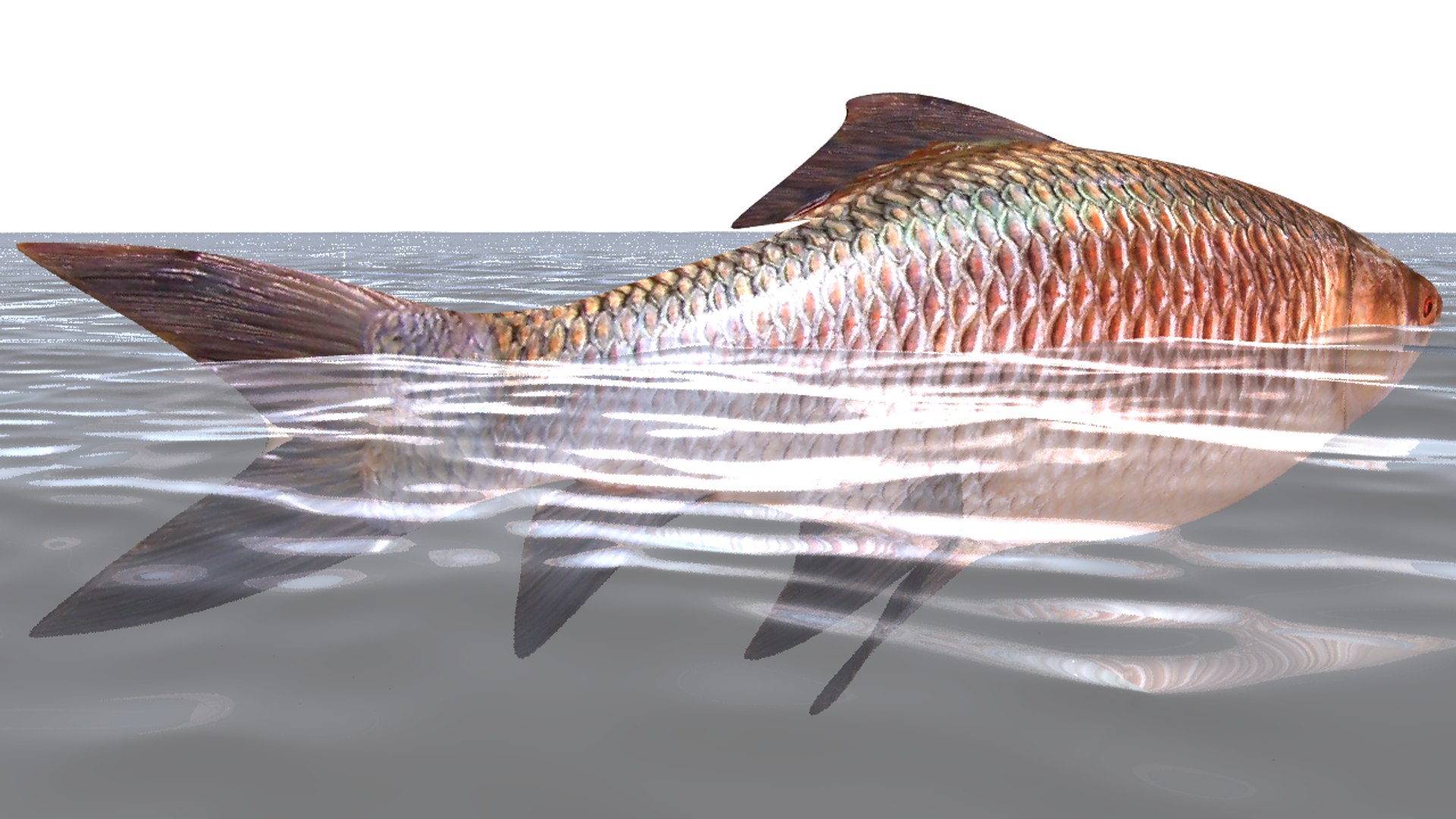 Labeo Fish 3d Model