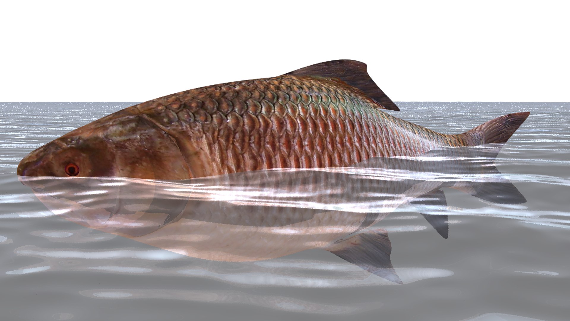 Labeo Fish 3d Model