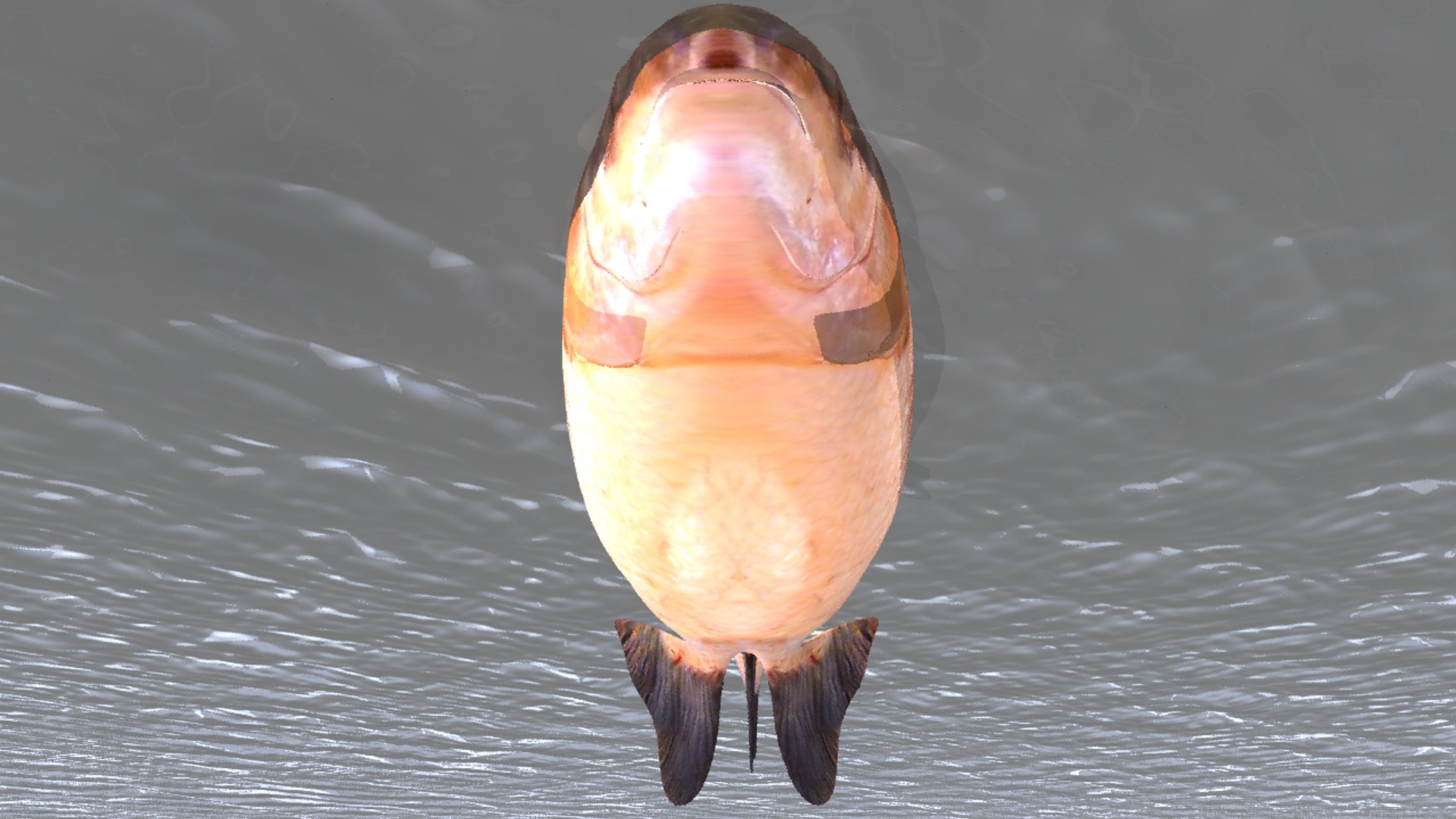 Labeo Fish 3d Model