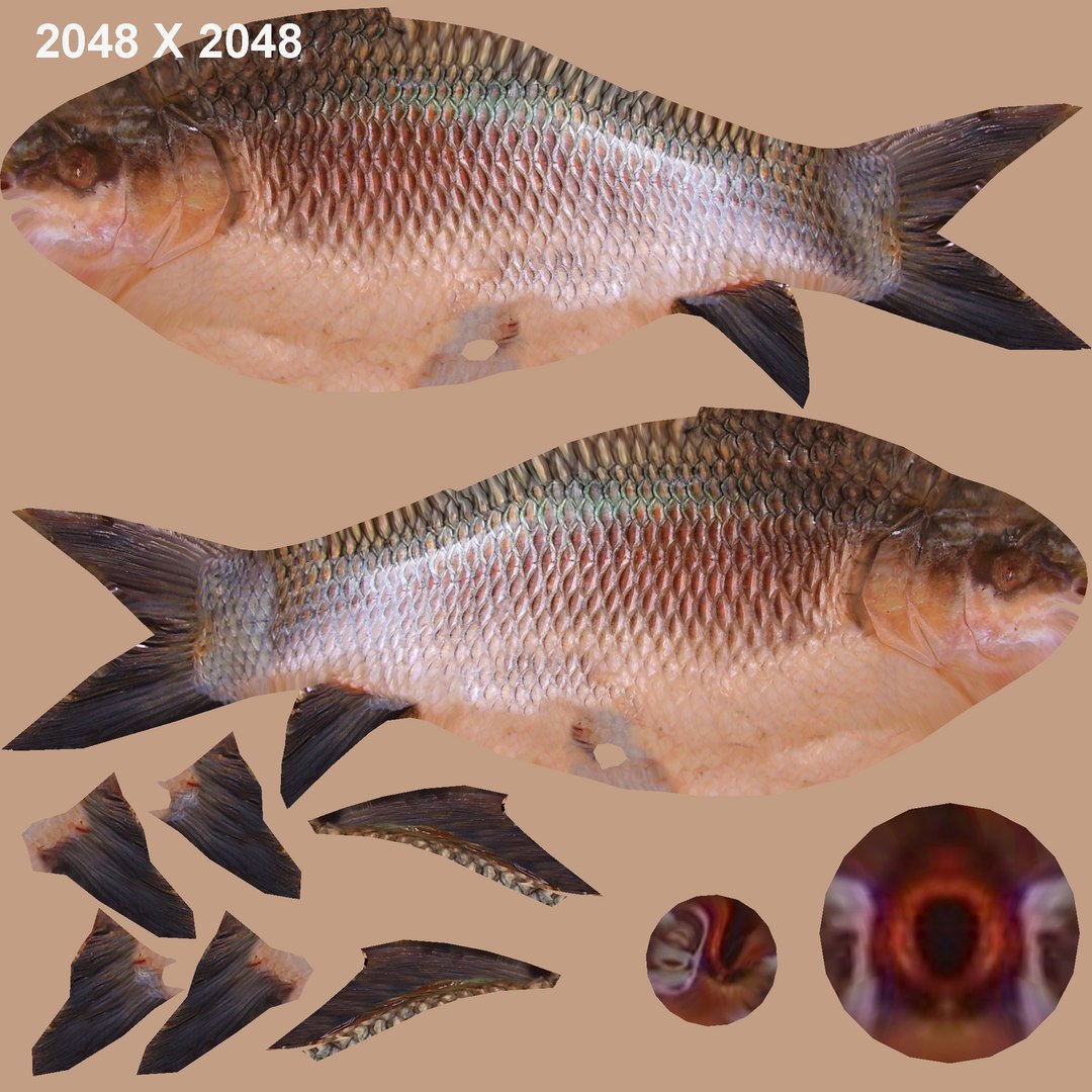 Labeo Fish 3d Model