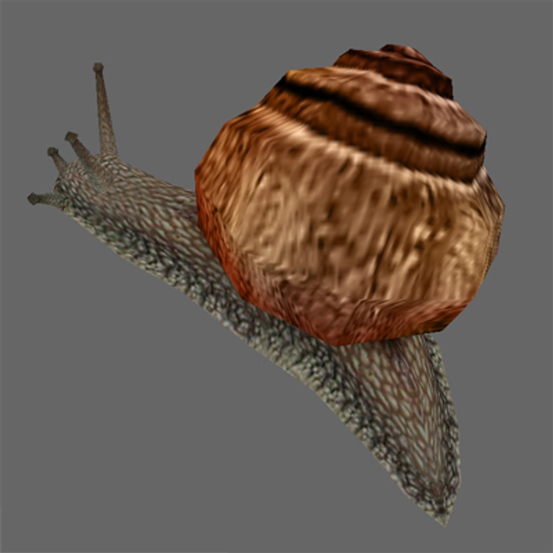 snail 01 max