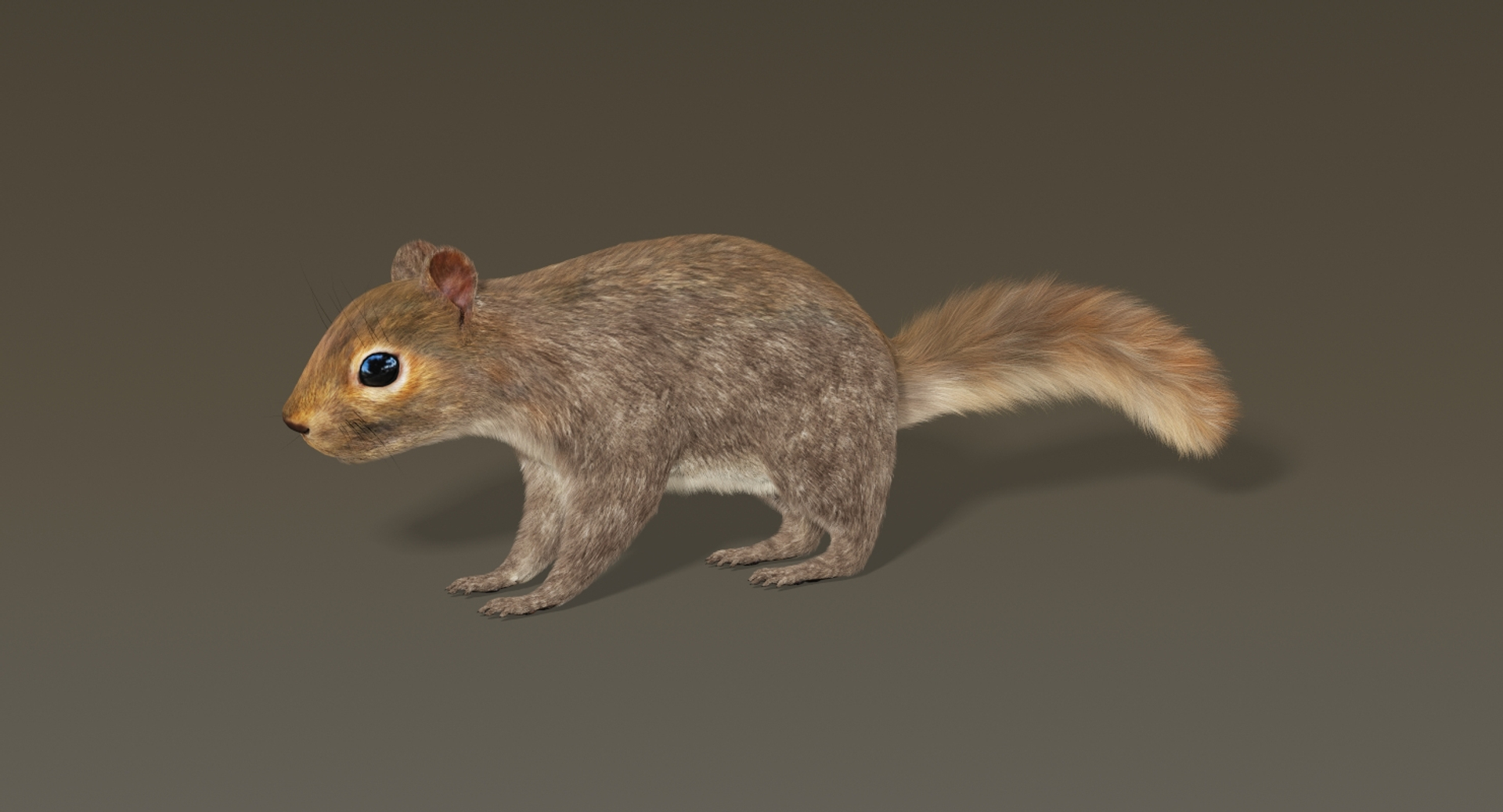 3D Model Squirrel Fur | 1148103 | TurboSquid