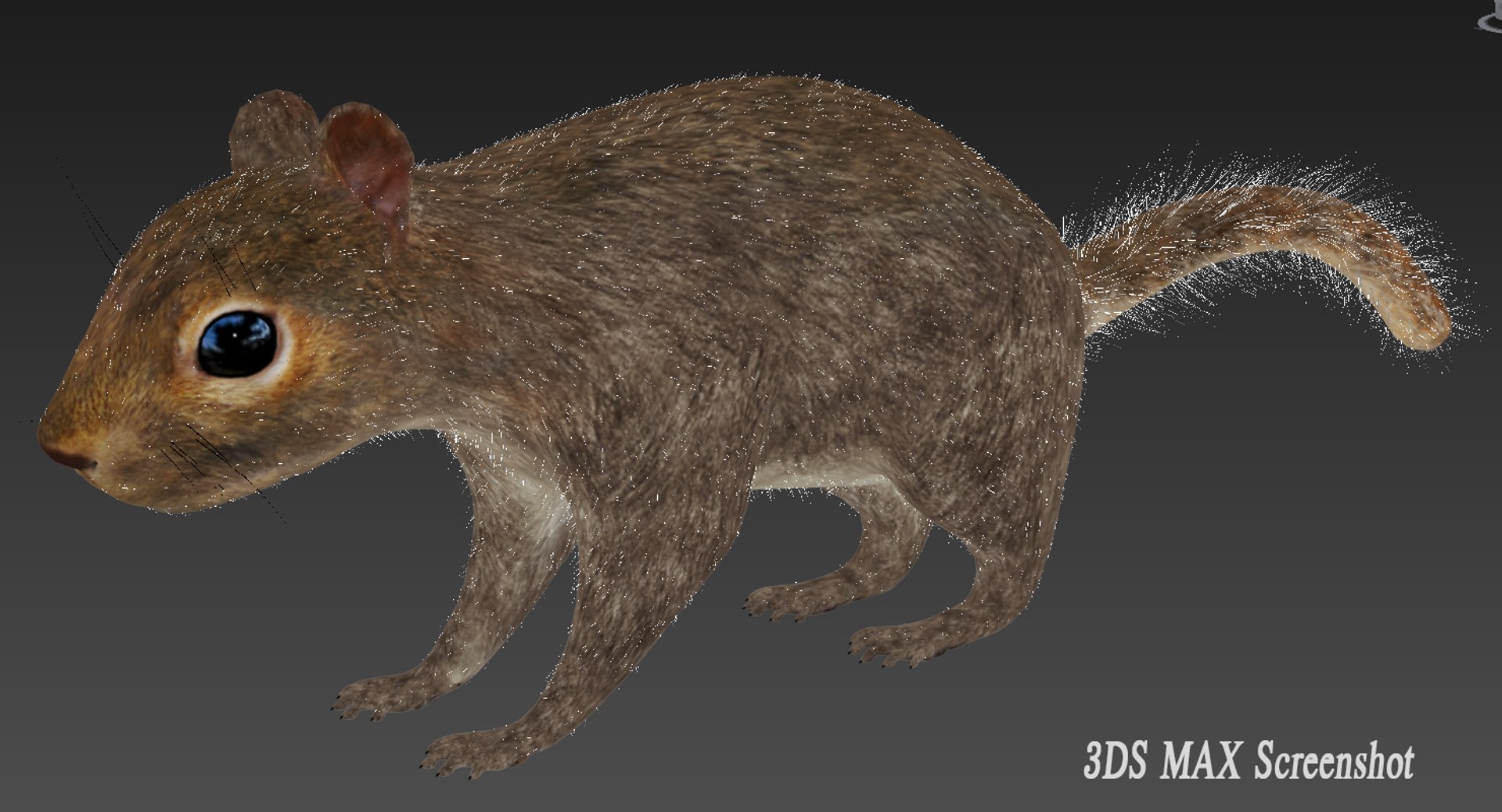 3D Model Squirrel Fur | 1148103 | TurboSquid