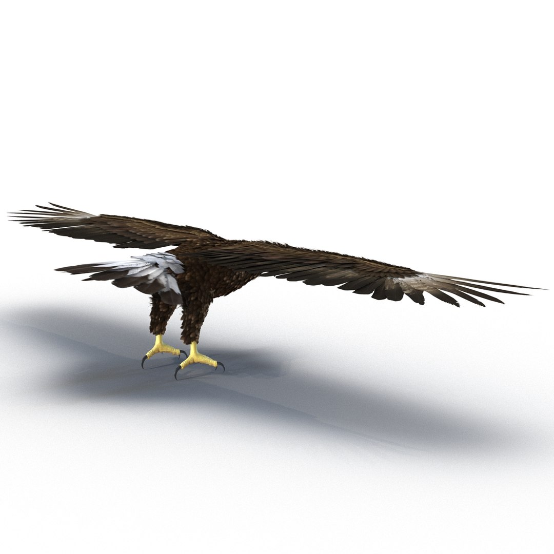 3d Golden Eagle Model