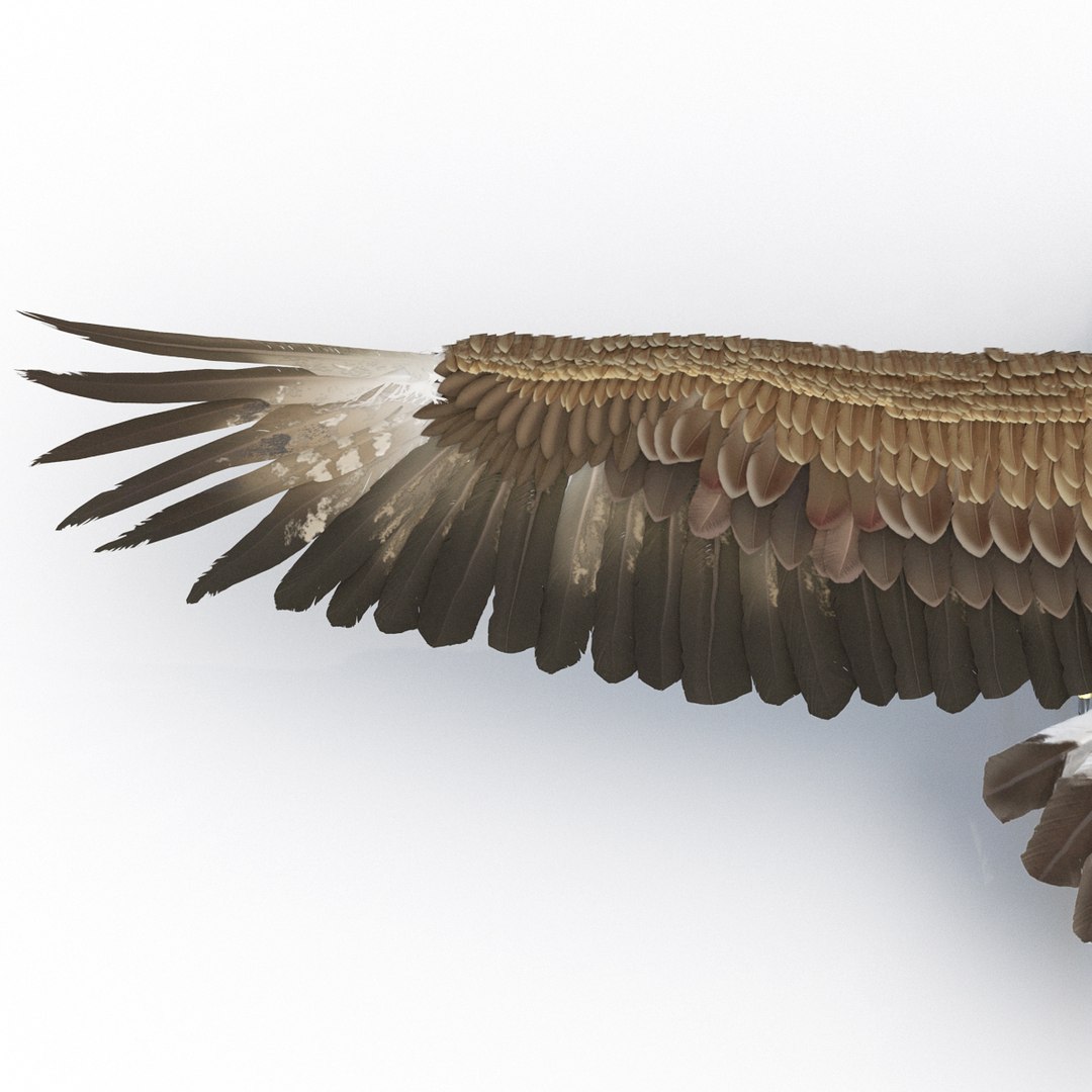 3d Golden Eagle Model