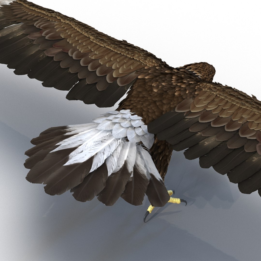 3d golden eagle model