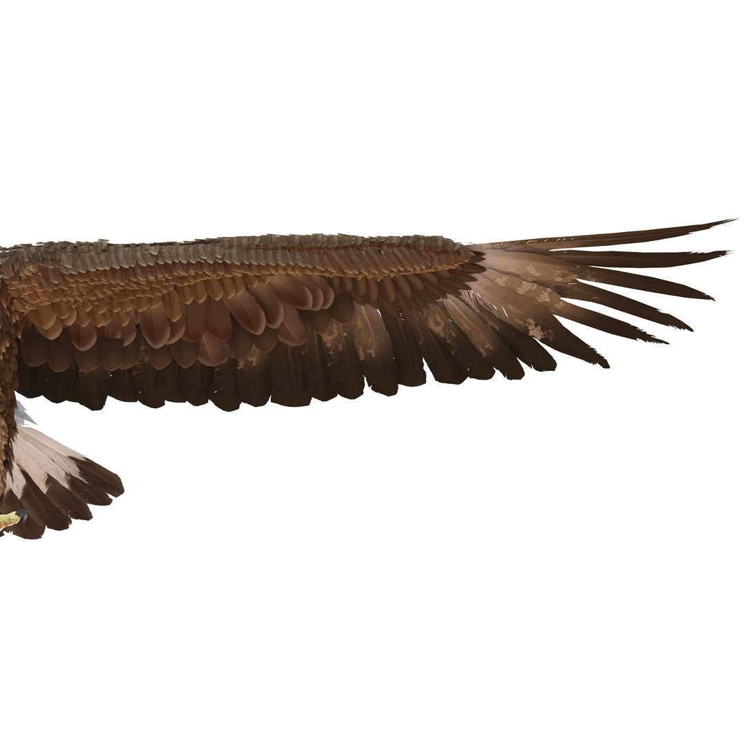 3d Golden Eagle Model