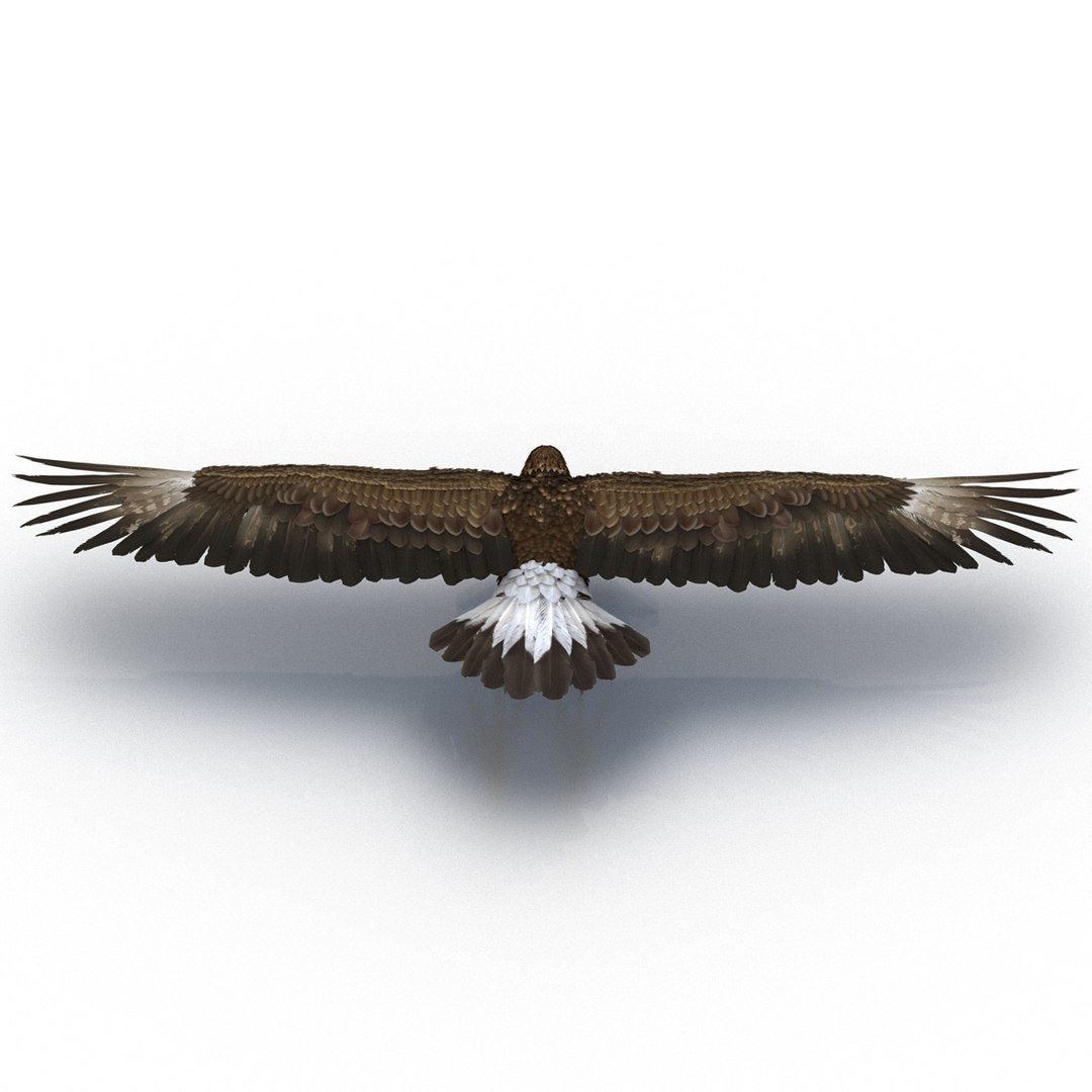 3d Golden Eagle Model