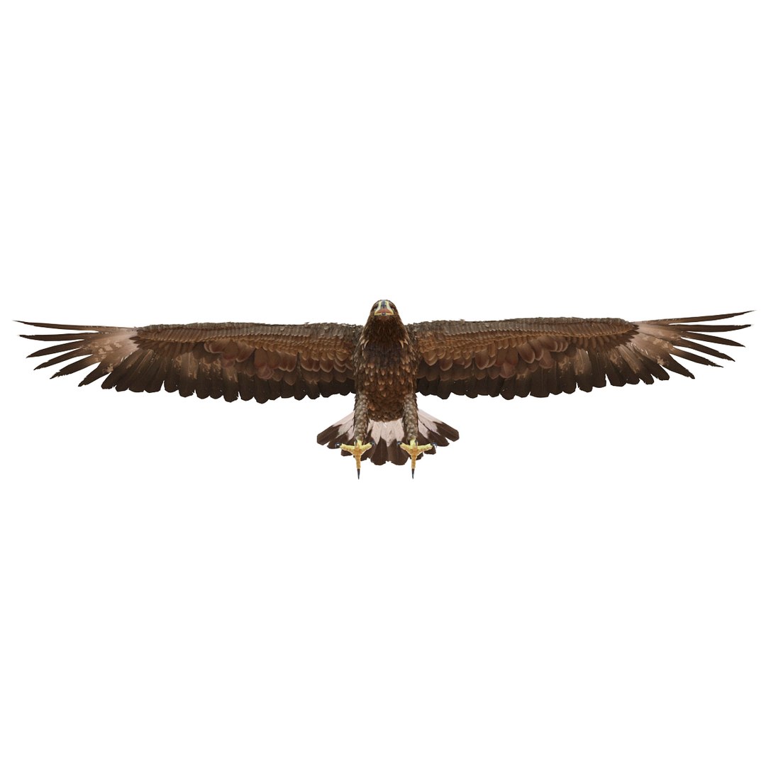 3d Golden Eagle Model