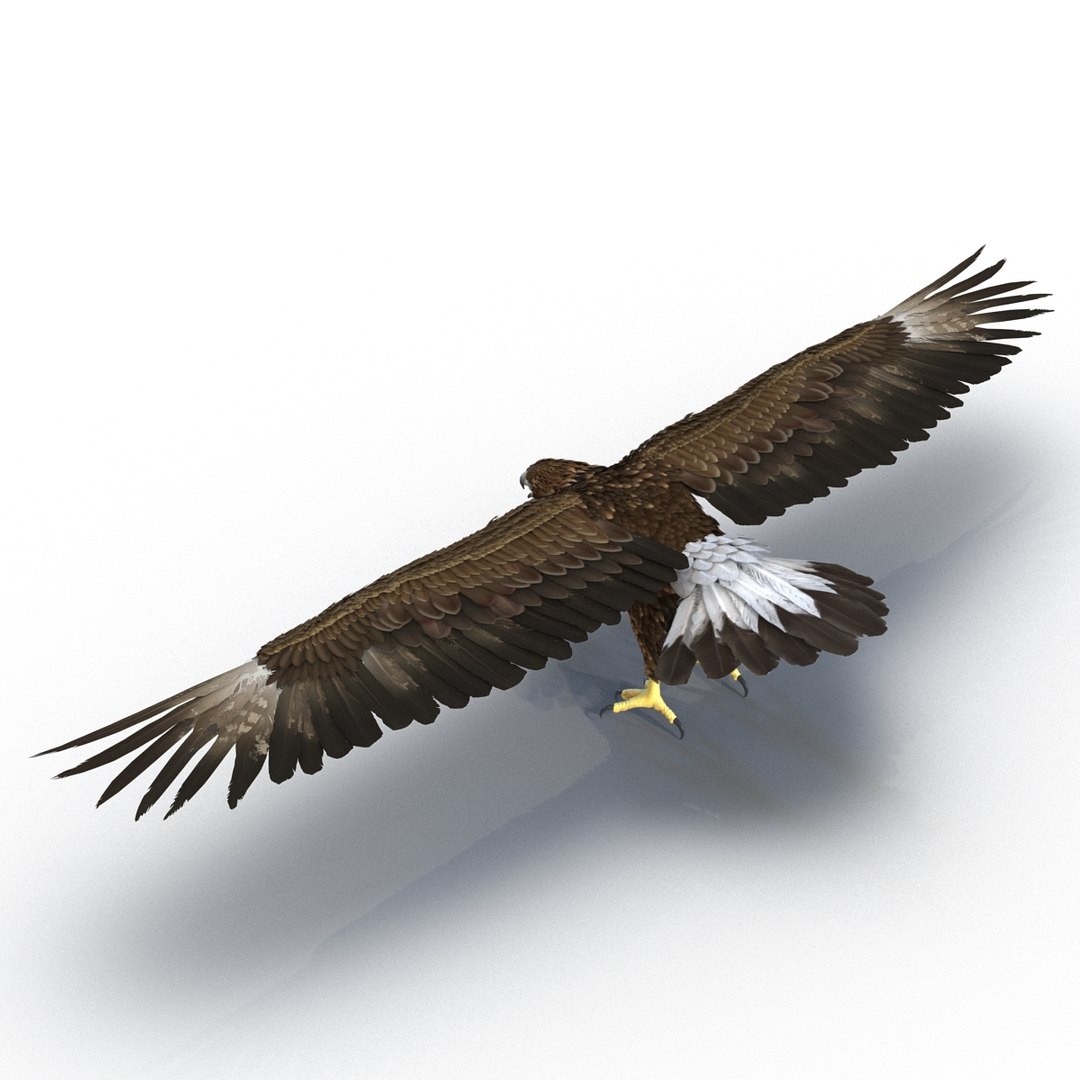 3d golden eagle model