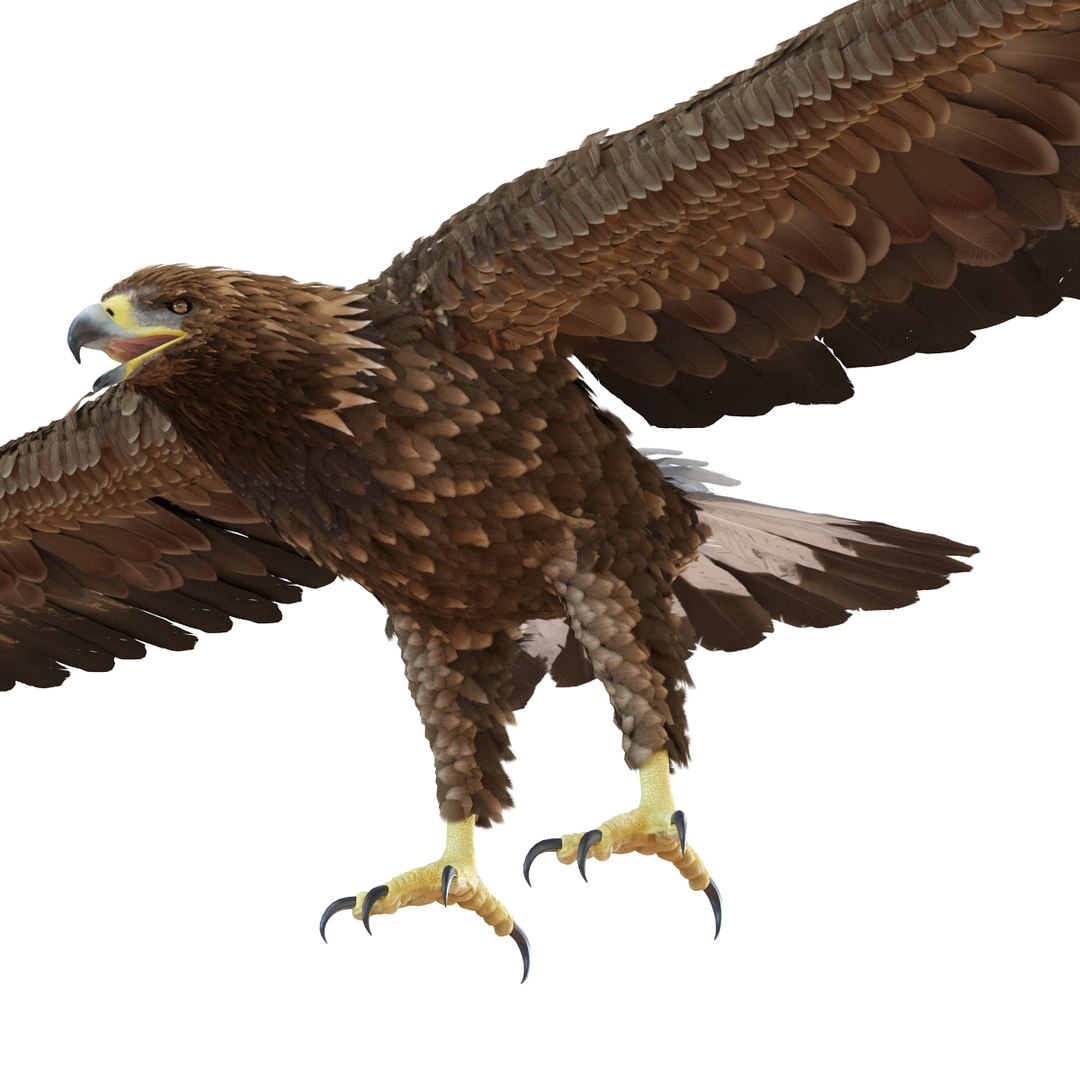 3d Golden Eagle Model