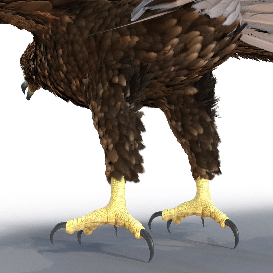 3d Golden Eagle Model
