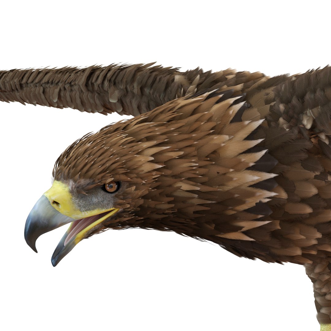 3d golden eagle model