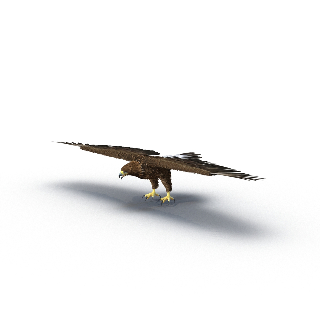 3d golden eagle model