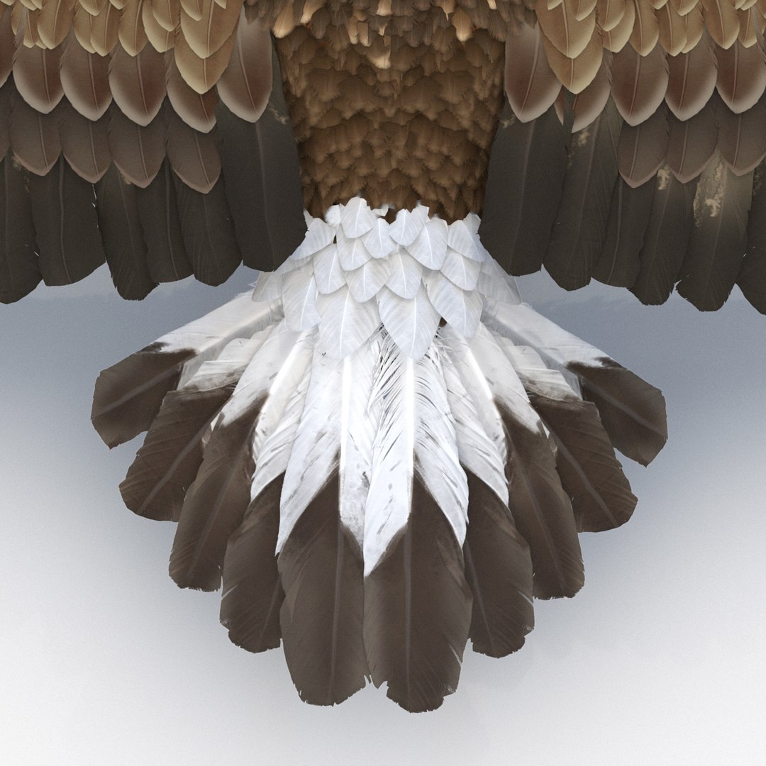 3d golden eagle model
