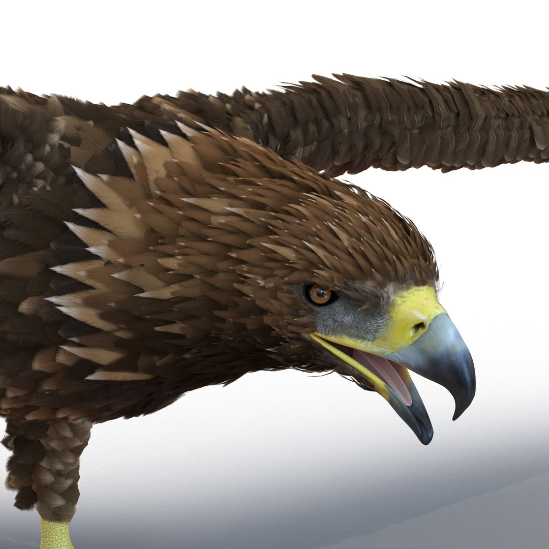 3d Golden Eagle Model