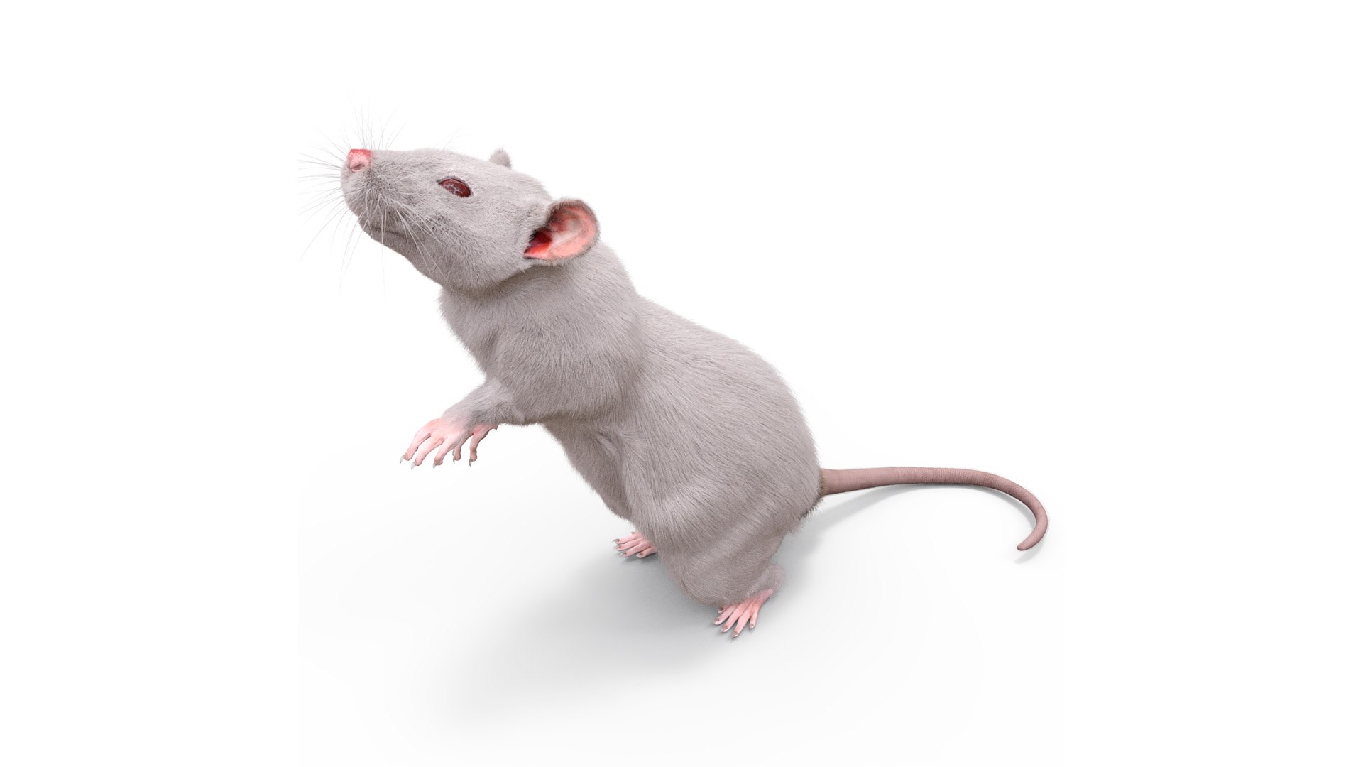 3D Standing Rat With Fur - TurboSquid 2265135