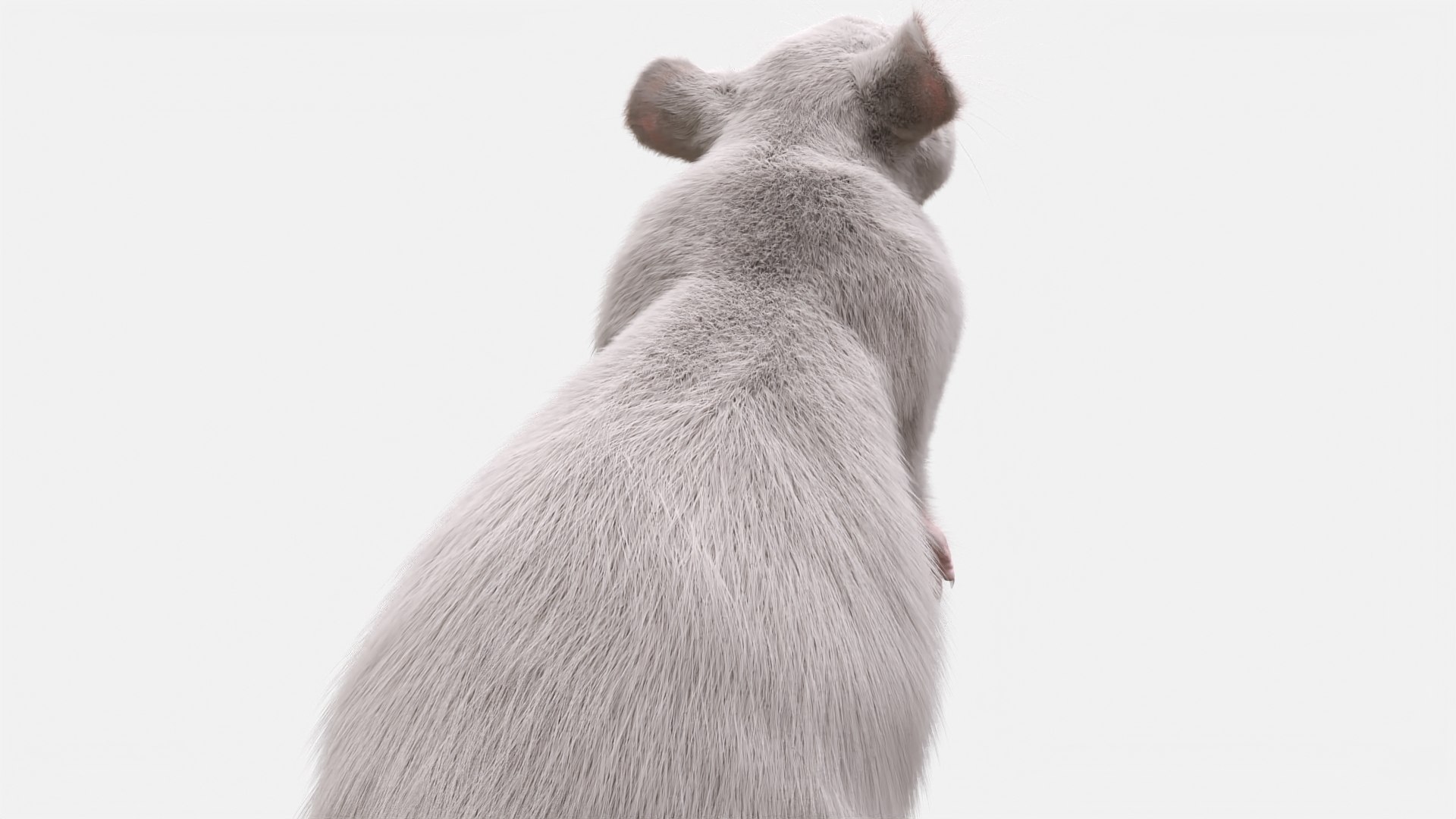 3D Standing Rat With Fur - TurboSquid 2265135