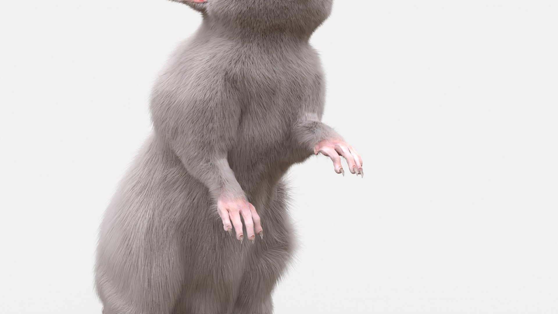 3D Standing Rat With Fur - TurboSquid 2265135
