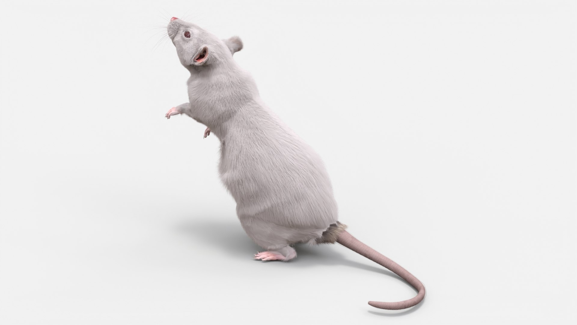 3D Standing Rat With Fur - TurboSquid 2265135