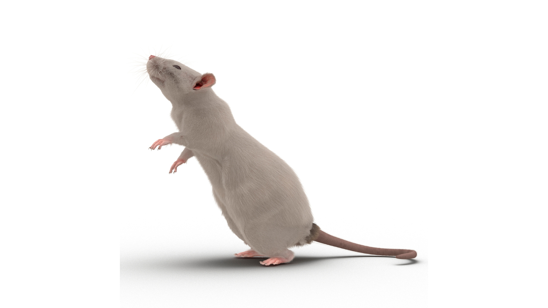 3D Standing Rat With Fur - TurboSquid 2265135