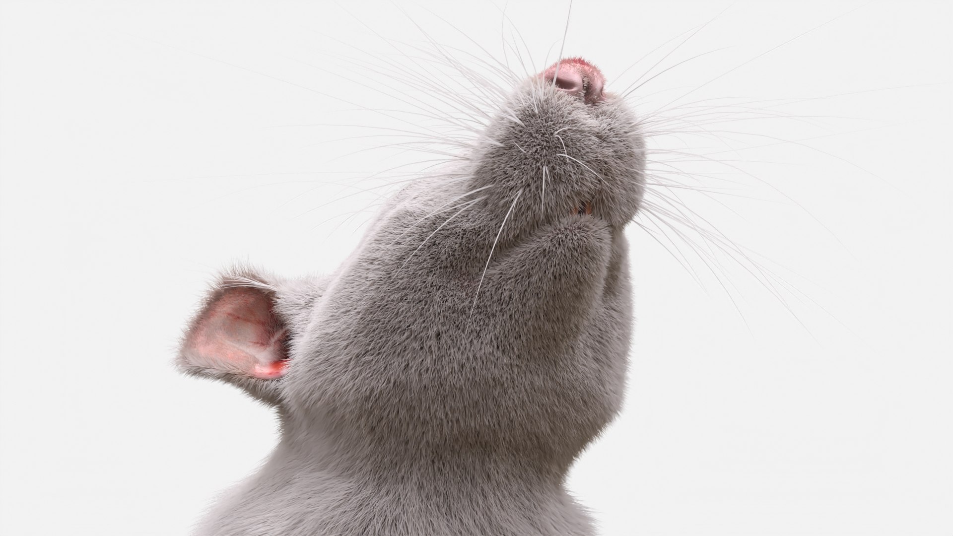 3D Standing Rat With Fur - TurboSquid 2265135