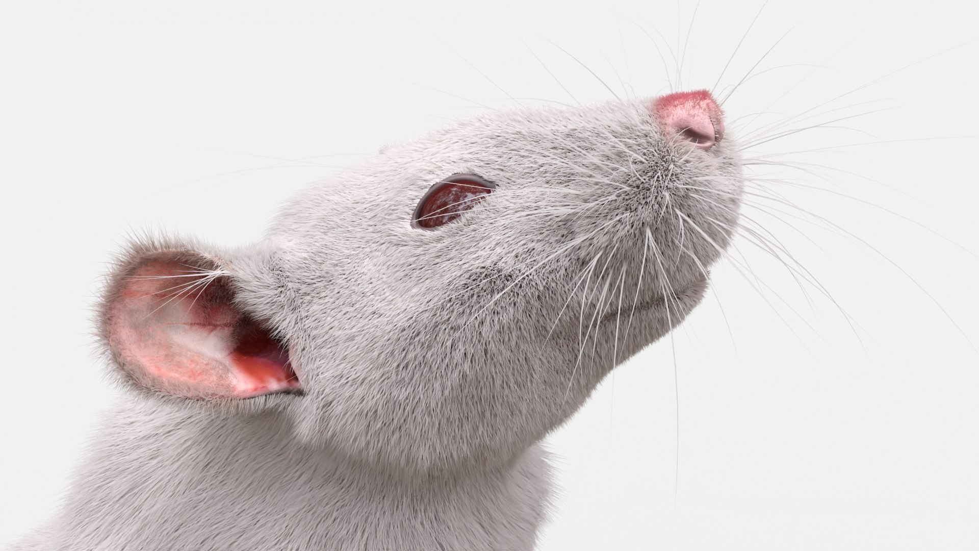 3D Standing Rat With Fur - TurboSquid 2265135