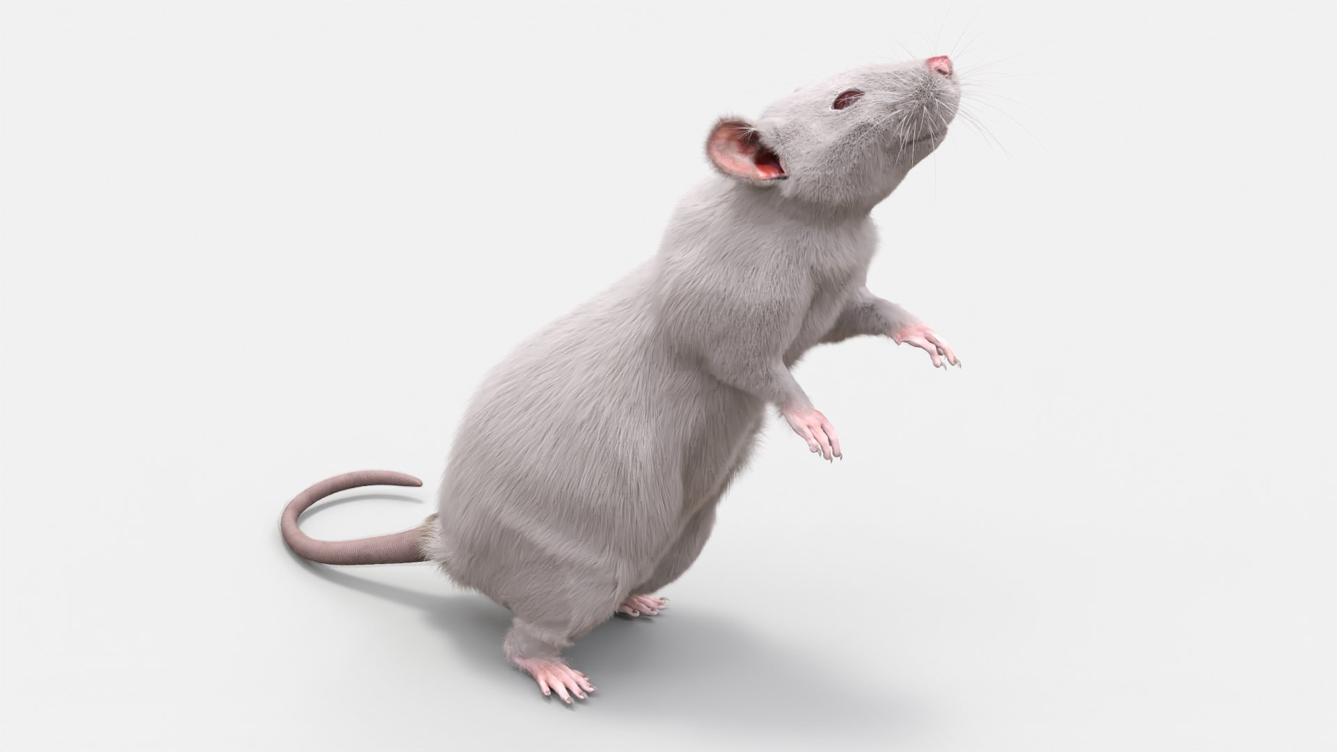 3D Standing Rat With Fur - TurboSquid 2265135