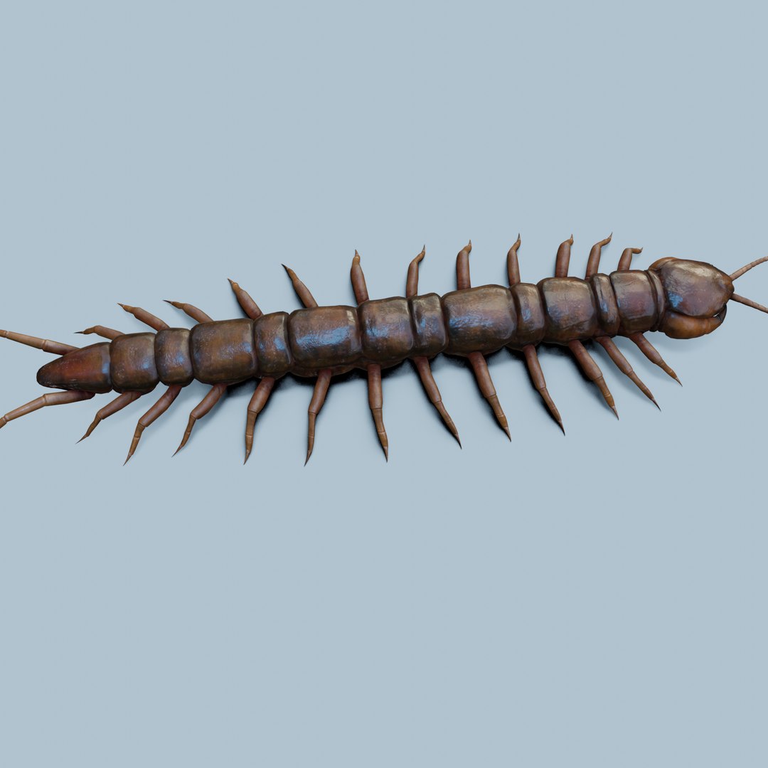 Centipede 3D Model 3D Model - TurboSquid 2263901