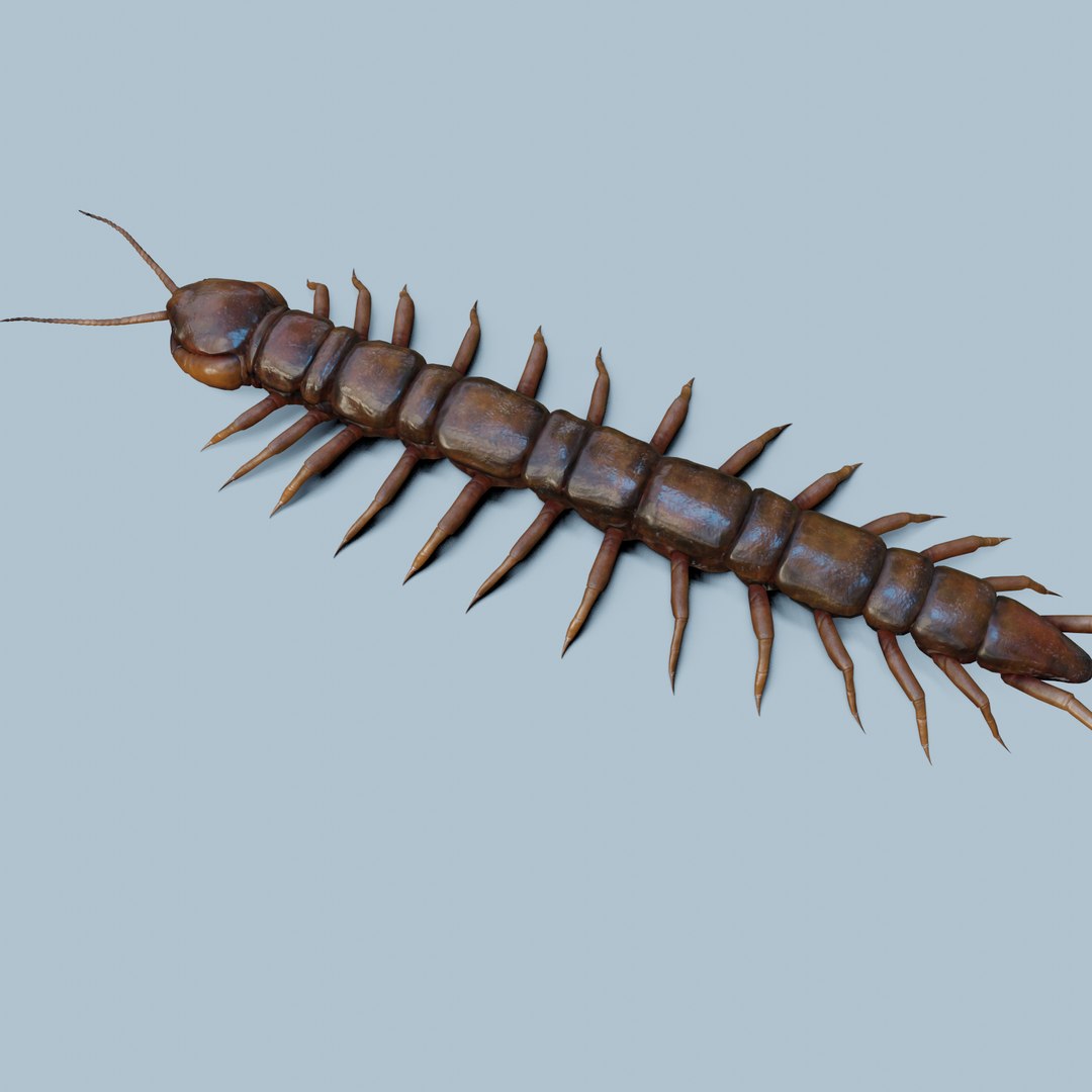 Centipede 3D Model 3D Model - TurboSquid 2263901