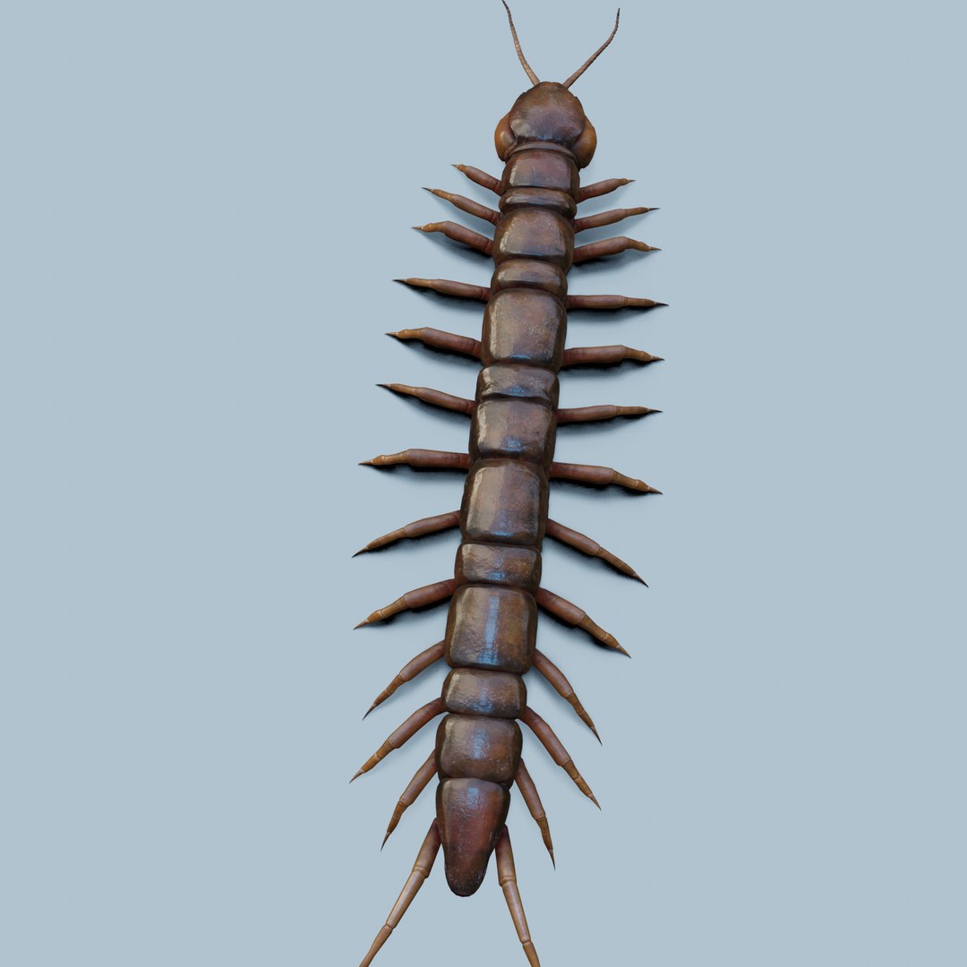 Centipede 3D Model 3D Model - TurboSquid 2263901