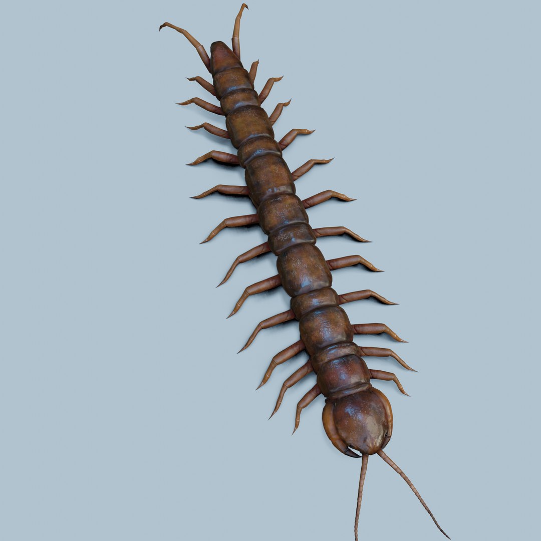 Centipede 3D Model 3D Model - TurboSquid 2263901