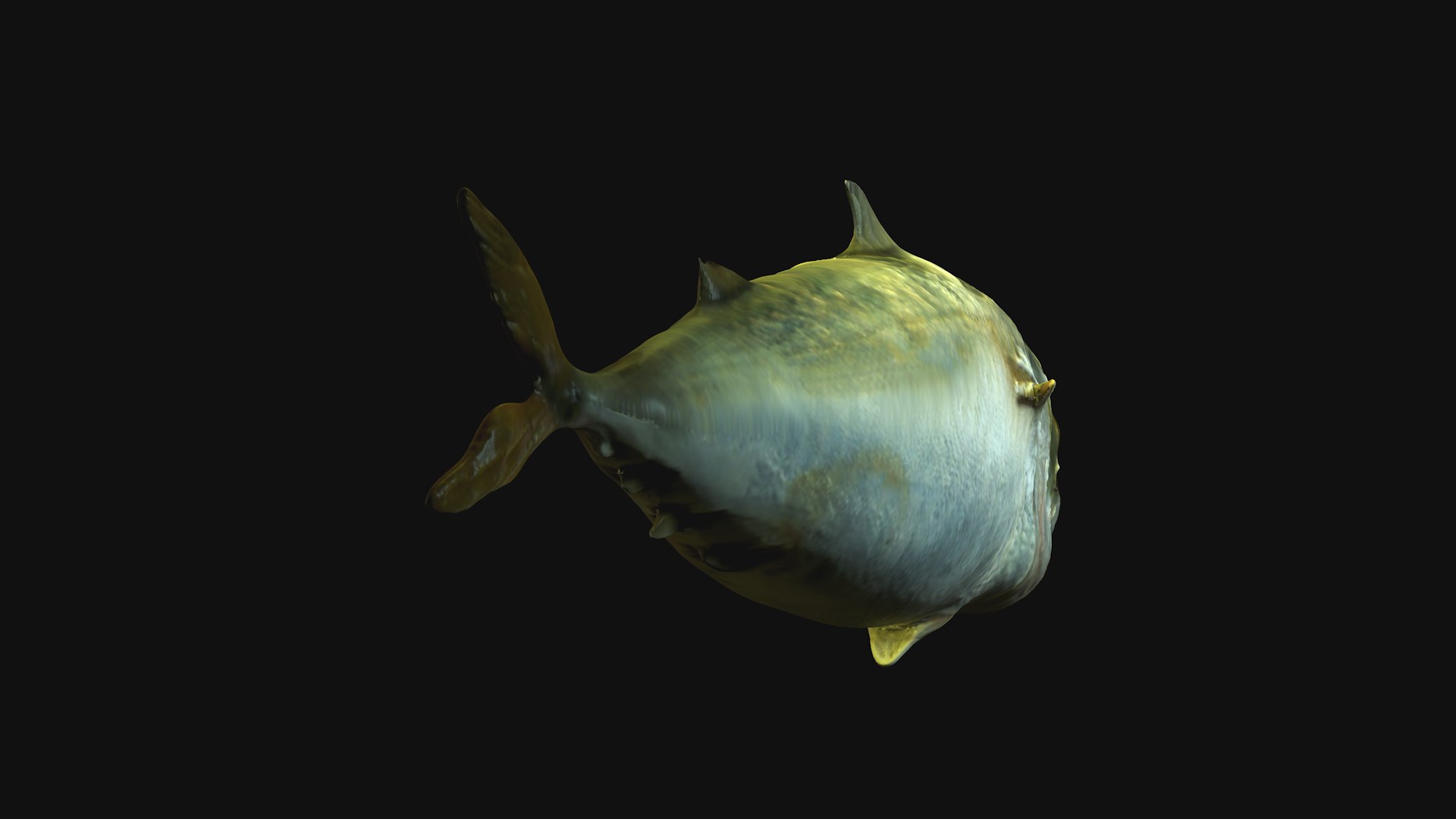 3d Realistic Fish