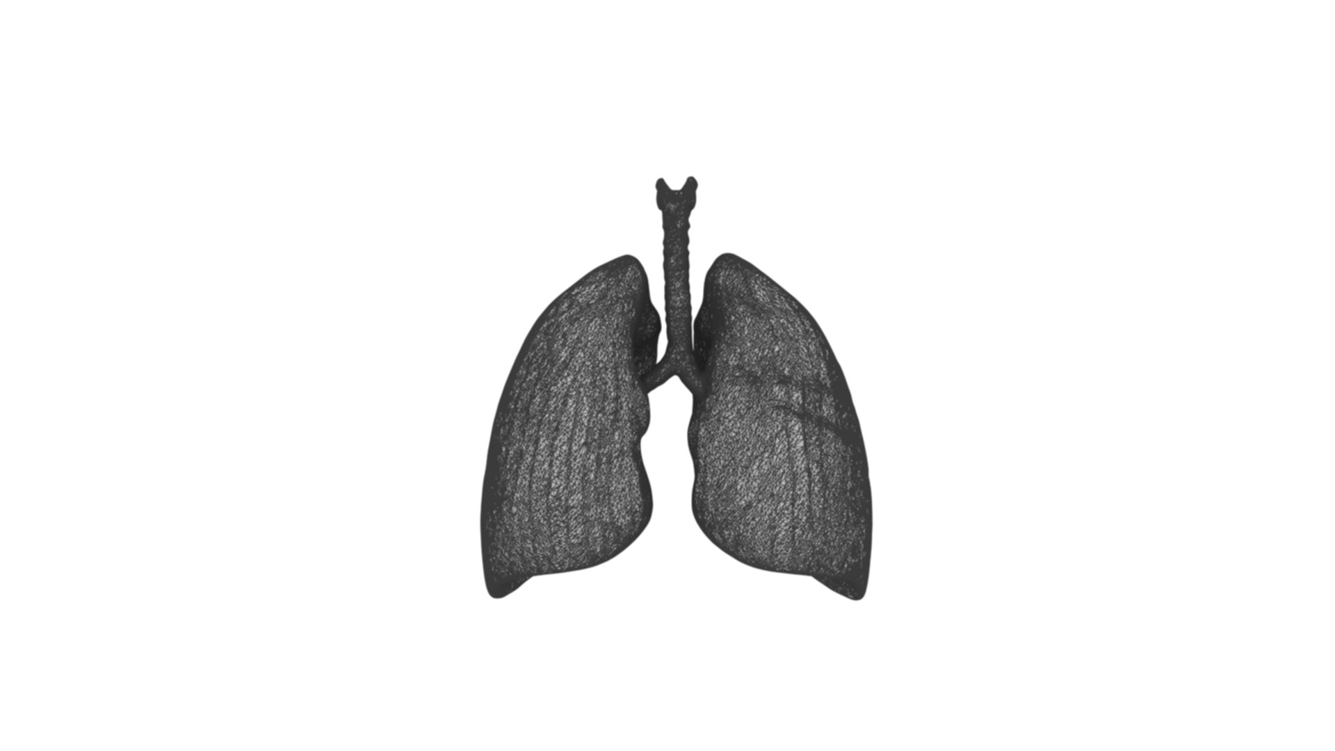 High-Detail Human Lung Anatomy 3D Model 3D Model - TurboSquid 2319101