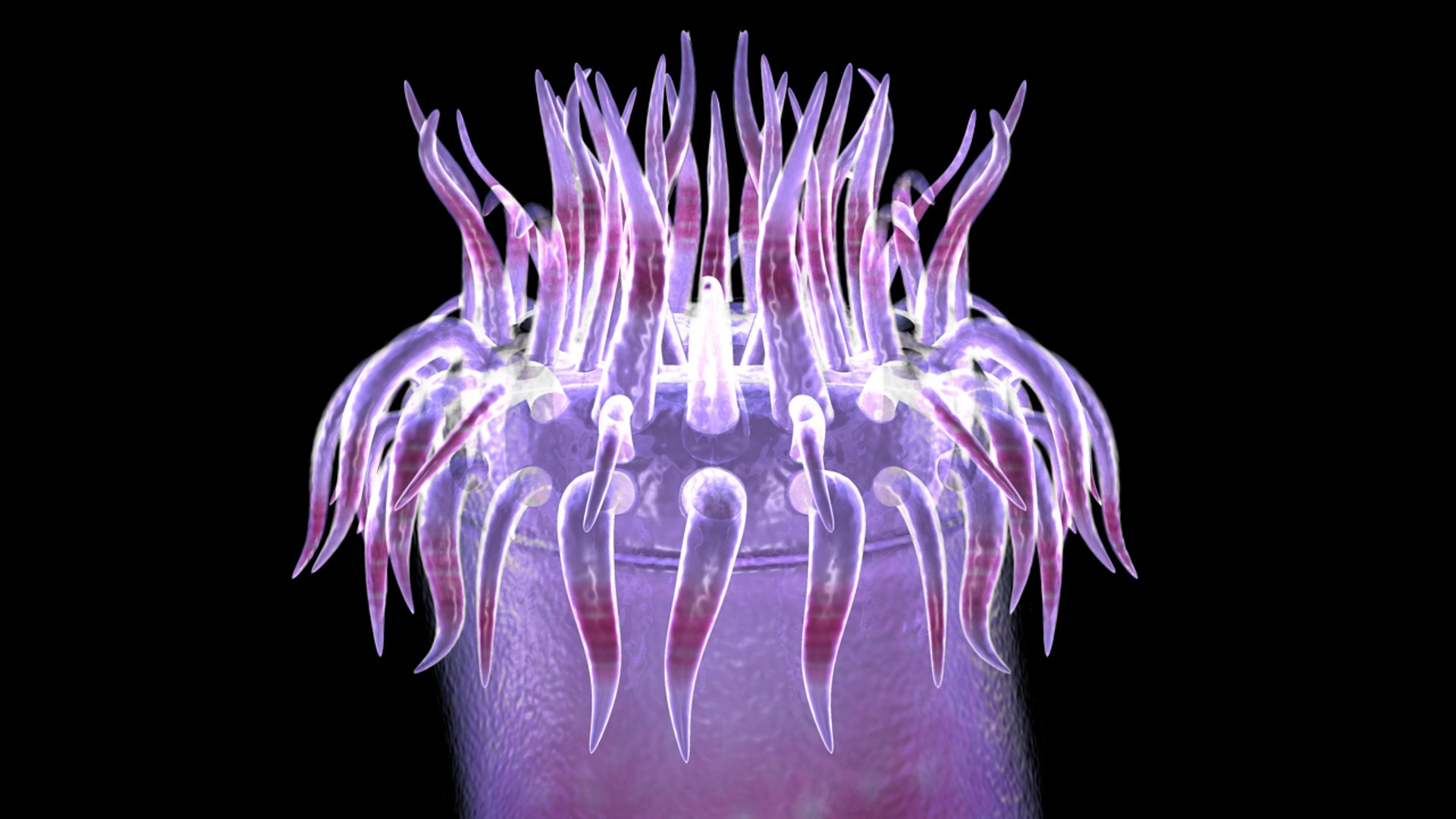Sea Anemones 3d Obj