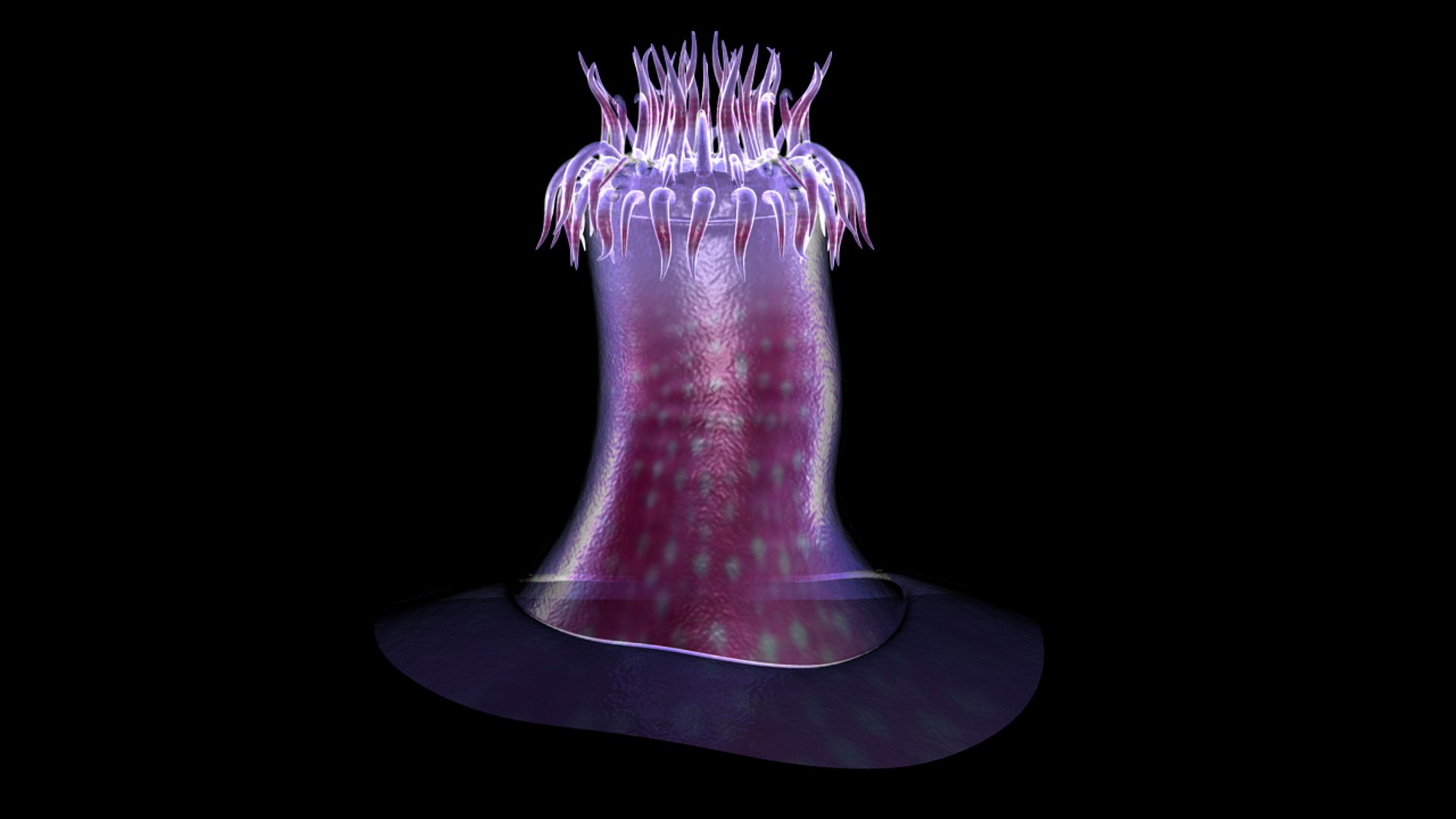 Sea Anemones 3d Obj