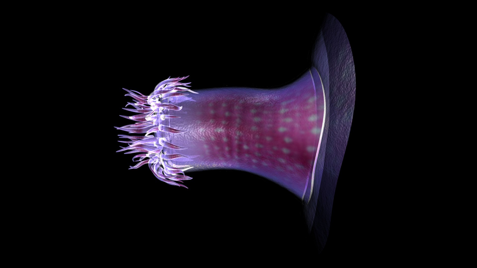 Sea Anemones 3d Obj