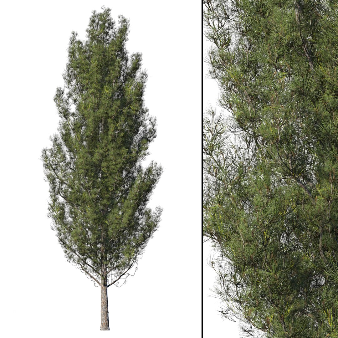 3D pine tree coniferous model - TurboSquid 1533188