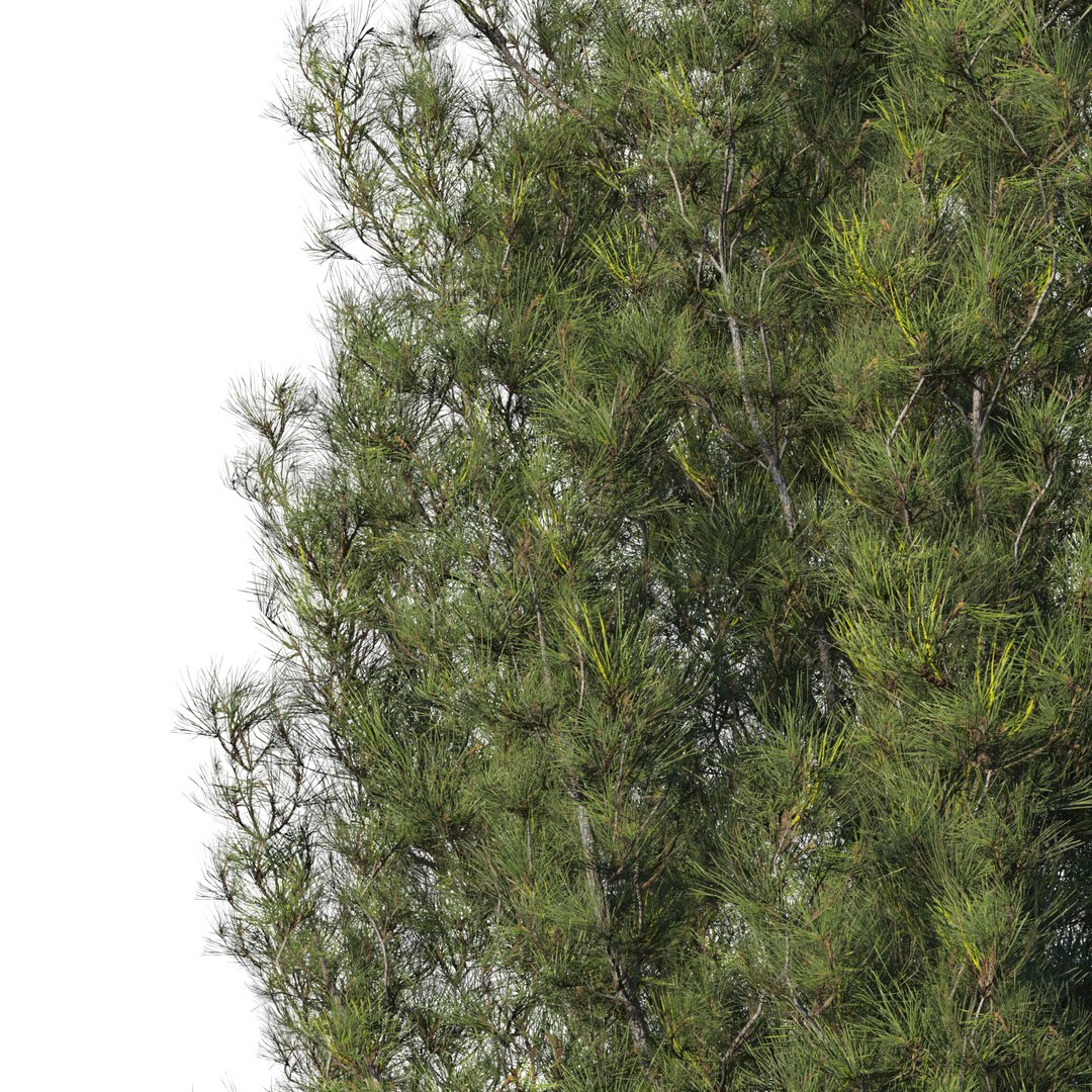 3D pine tree coniferous model - TurboSquid 1533188